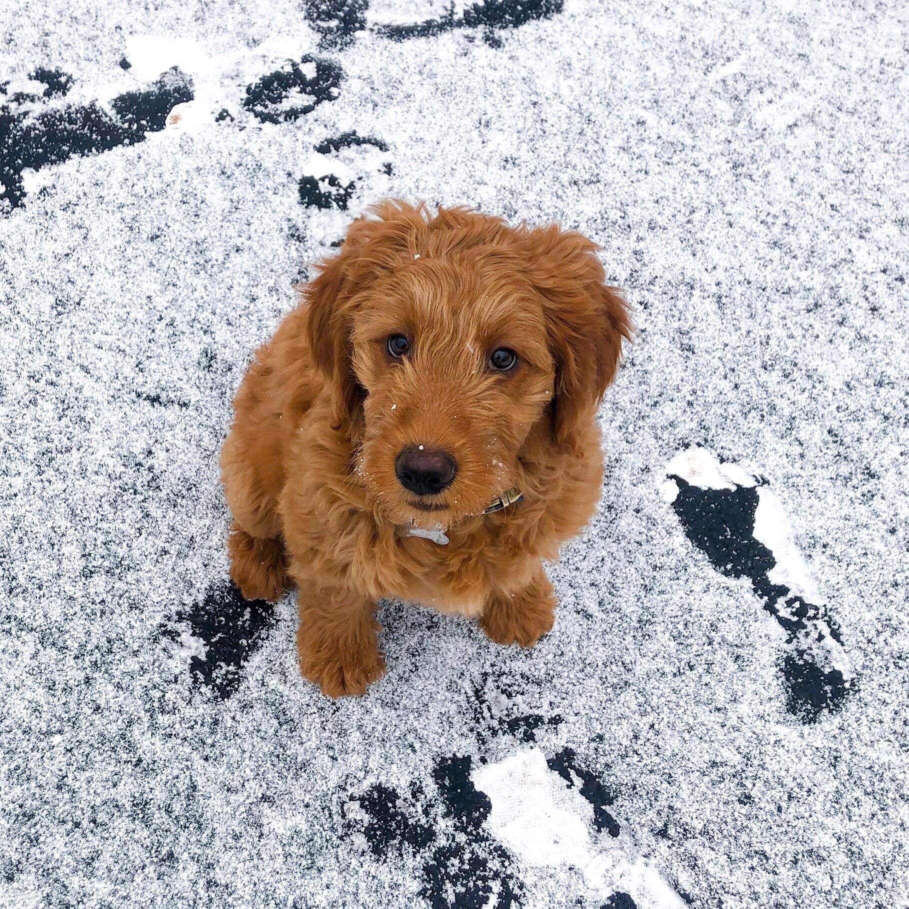 Our 13 week old doodle girl! | Scrolller