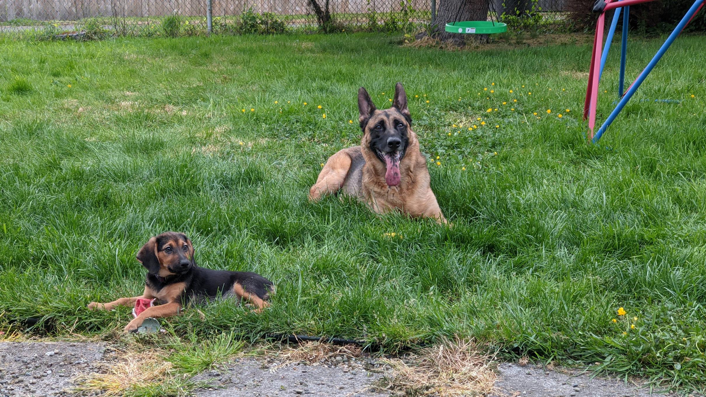 Our 3 year old GSD playing with our new Beagle GSD mixed rescue. | Scrolller