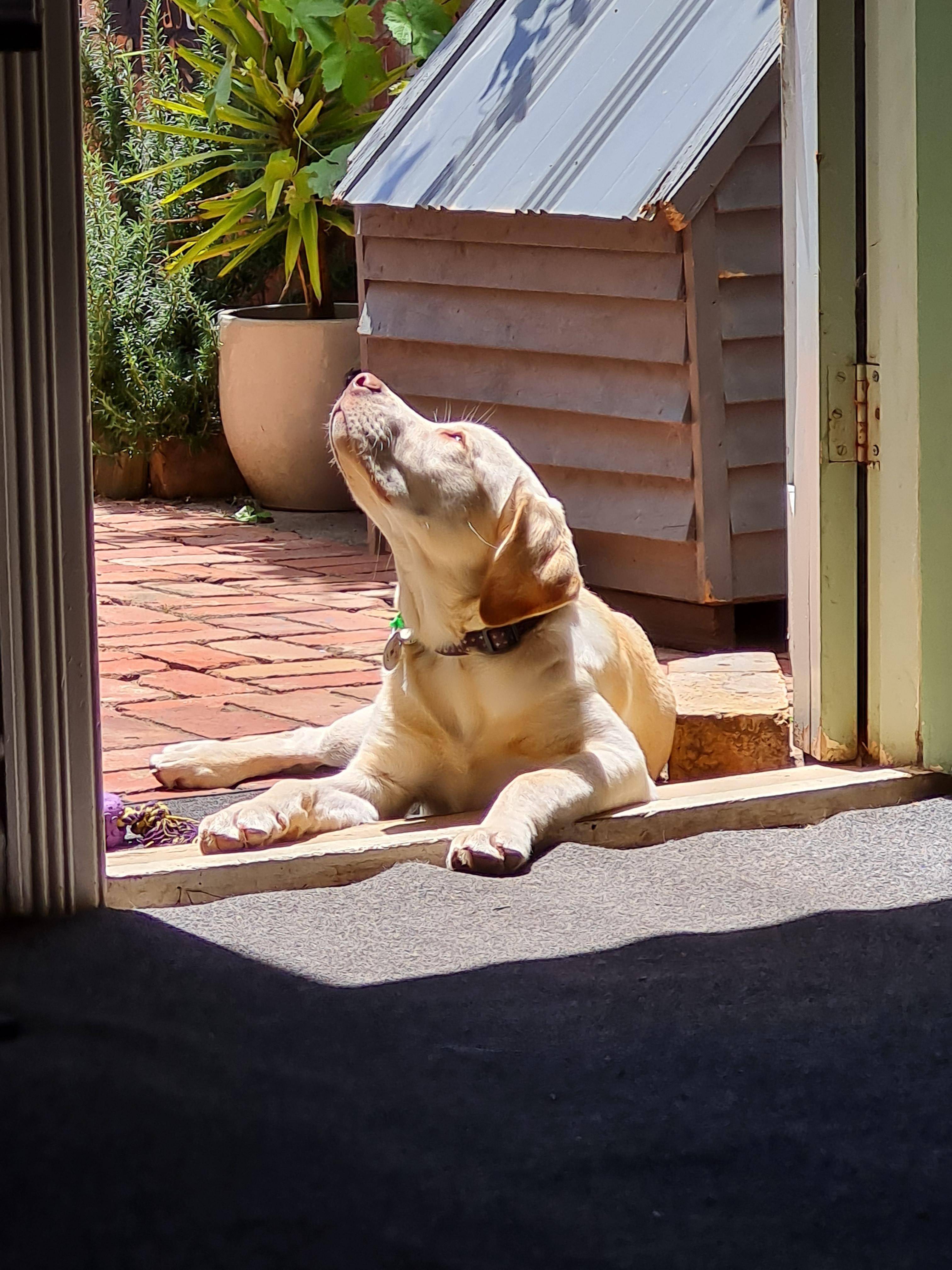 Our 5 month old lapping up the sun | Scrolller