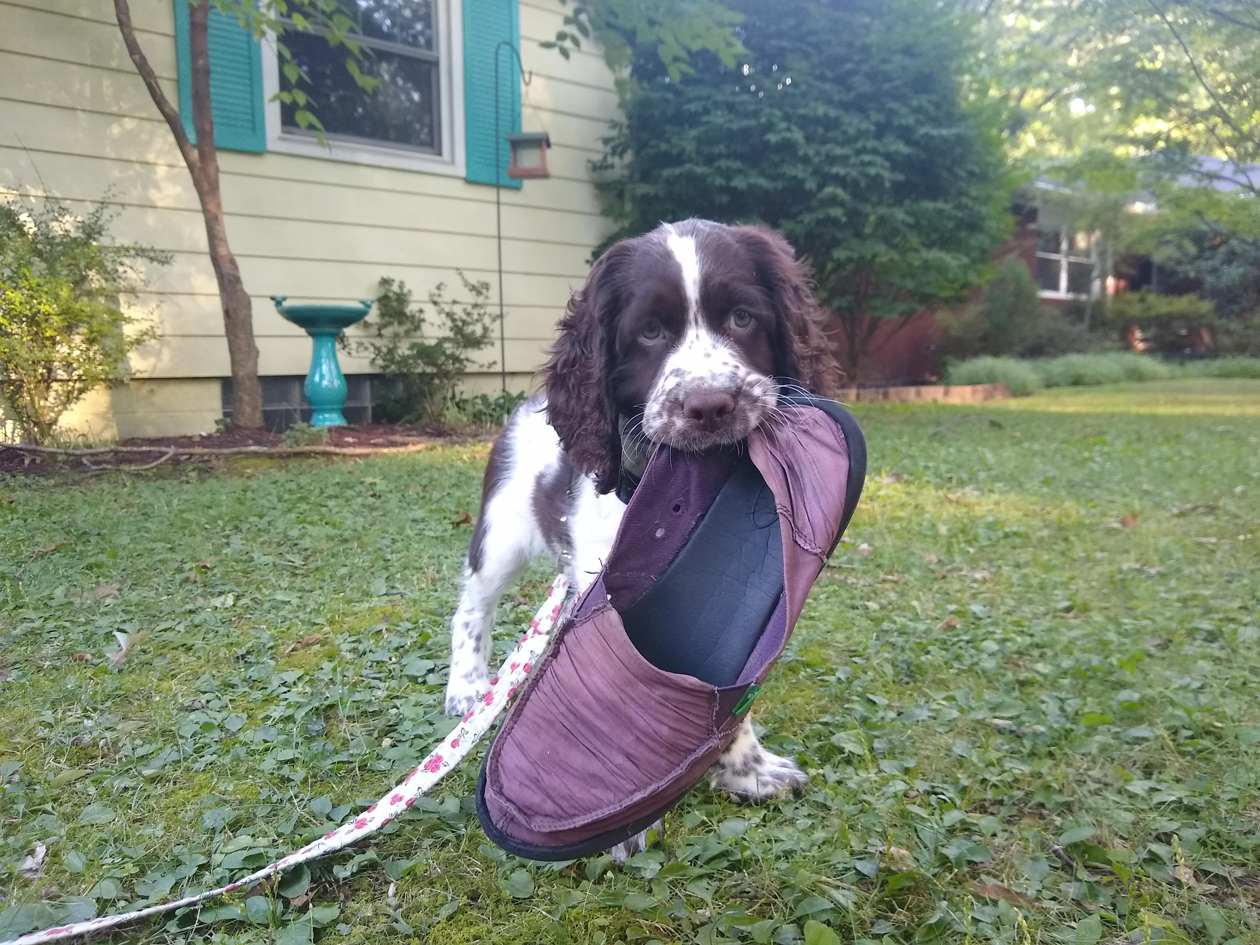 Our 9 week-old Springer, Rosie. Chewing everything in sight, but we love her. | Scrolller