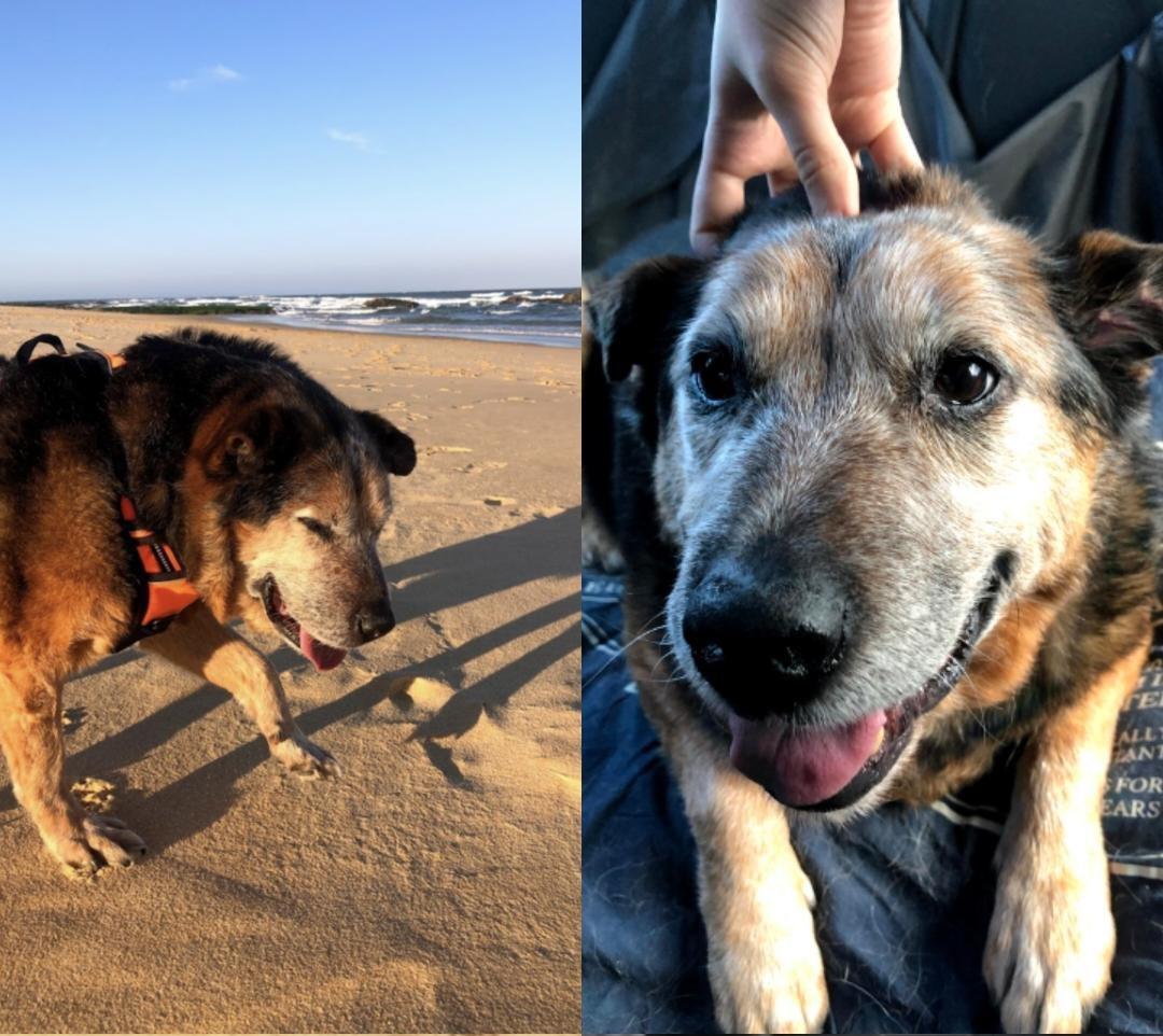 Our beautiful rescue cattle dog who passed away, we got him at 10 and he had such an ...