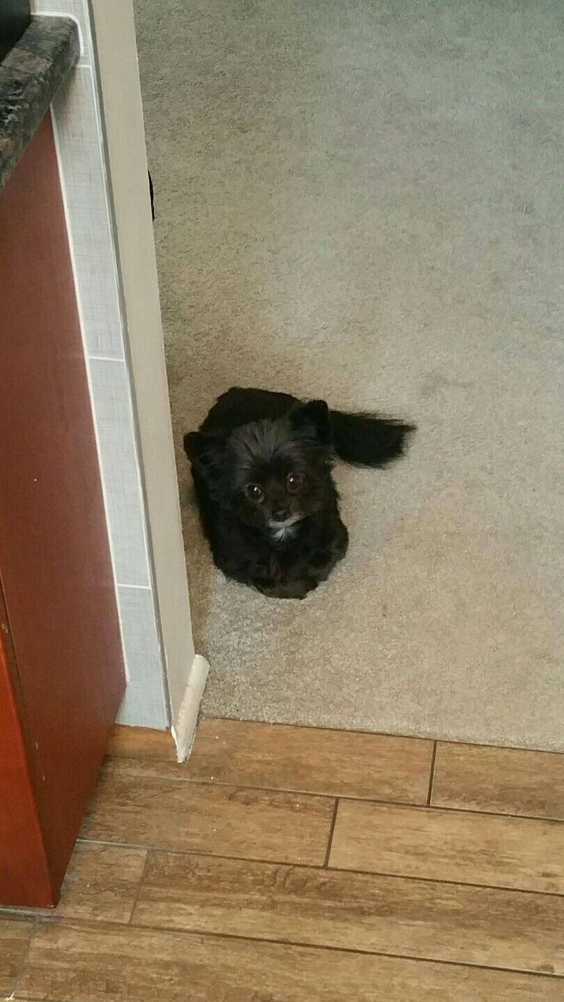 Our cat seems to have taught our dog how to loaf | Scrolller