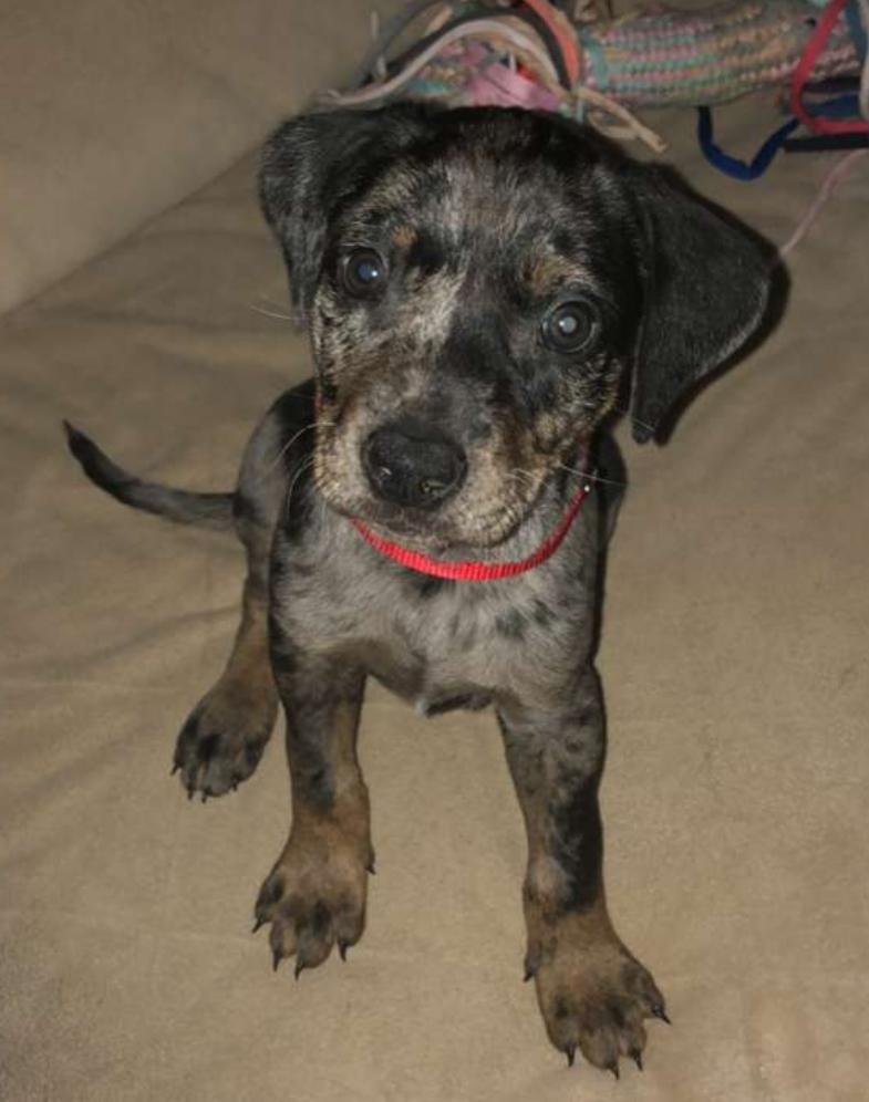 Our catahoula nugget, Cowan. | Scrolller