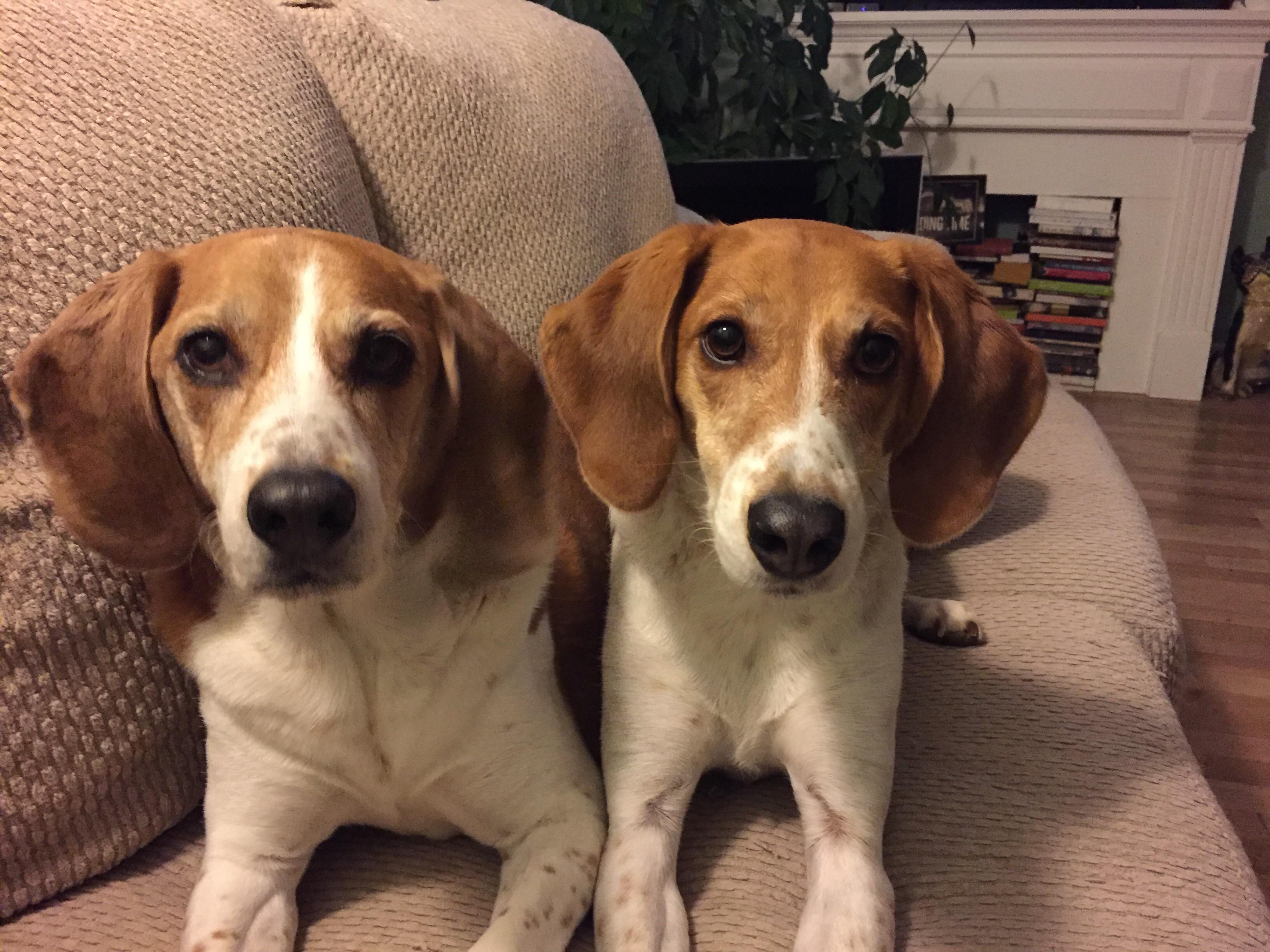 Our Girls Practicing Their Best Begging Strategies Scrolller