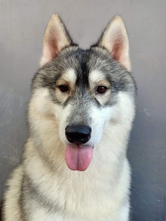 Our Handsome Dada Husky, Yasuo | Scrolller