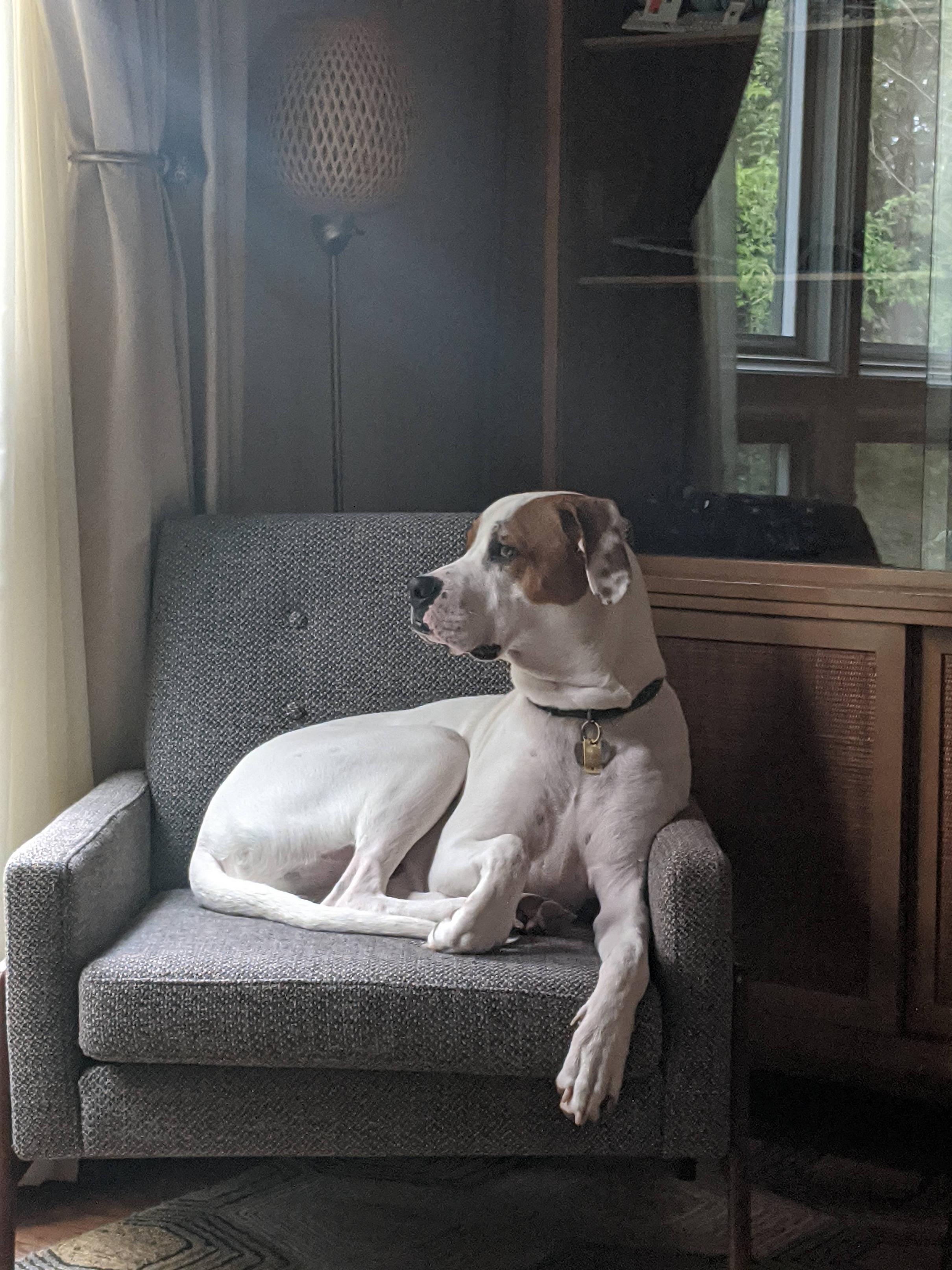 Our hound/dane mix looking pretty regal | Scrolller