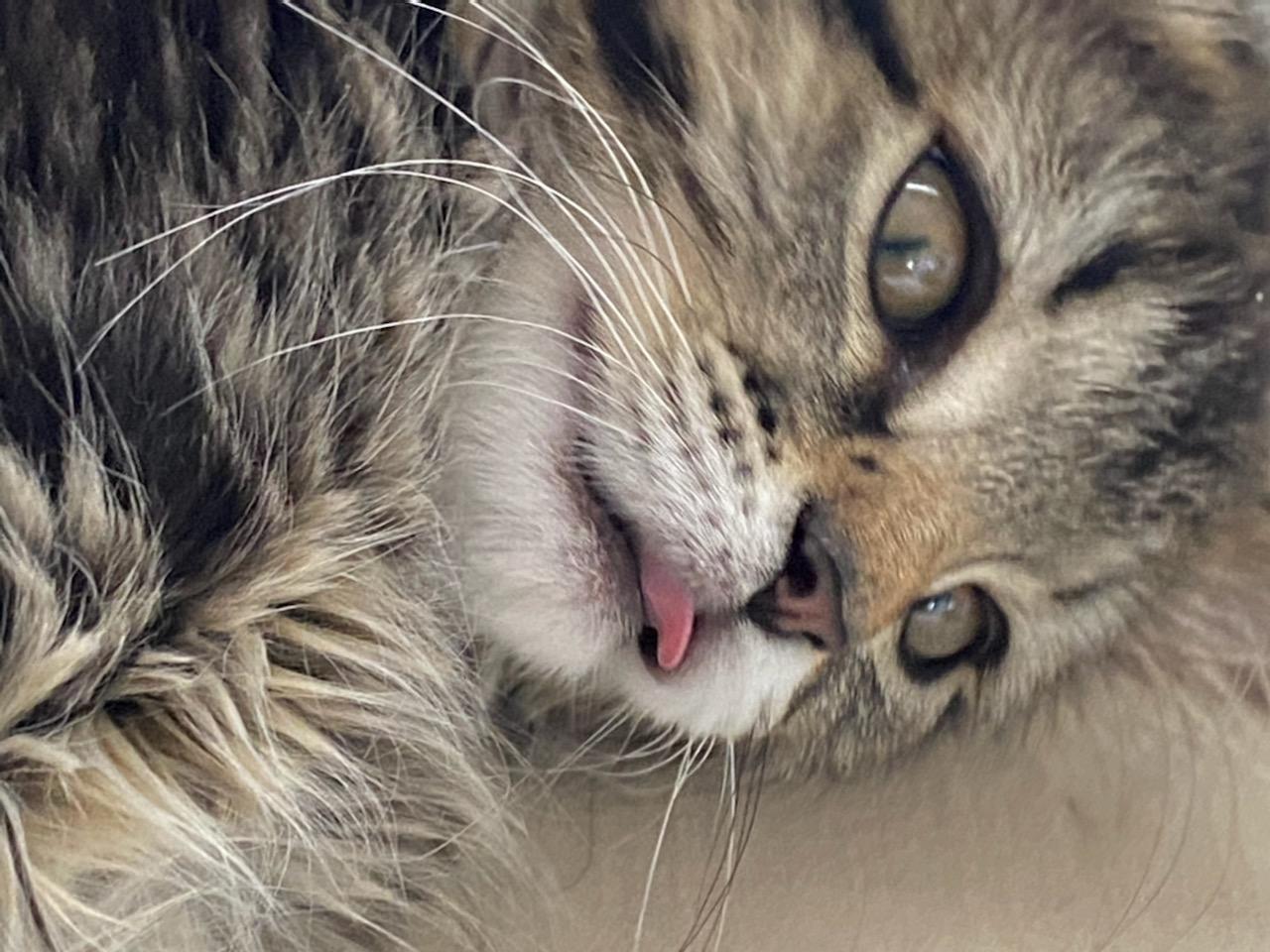 Our kitten being a derp | Scrolller