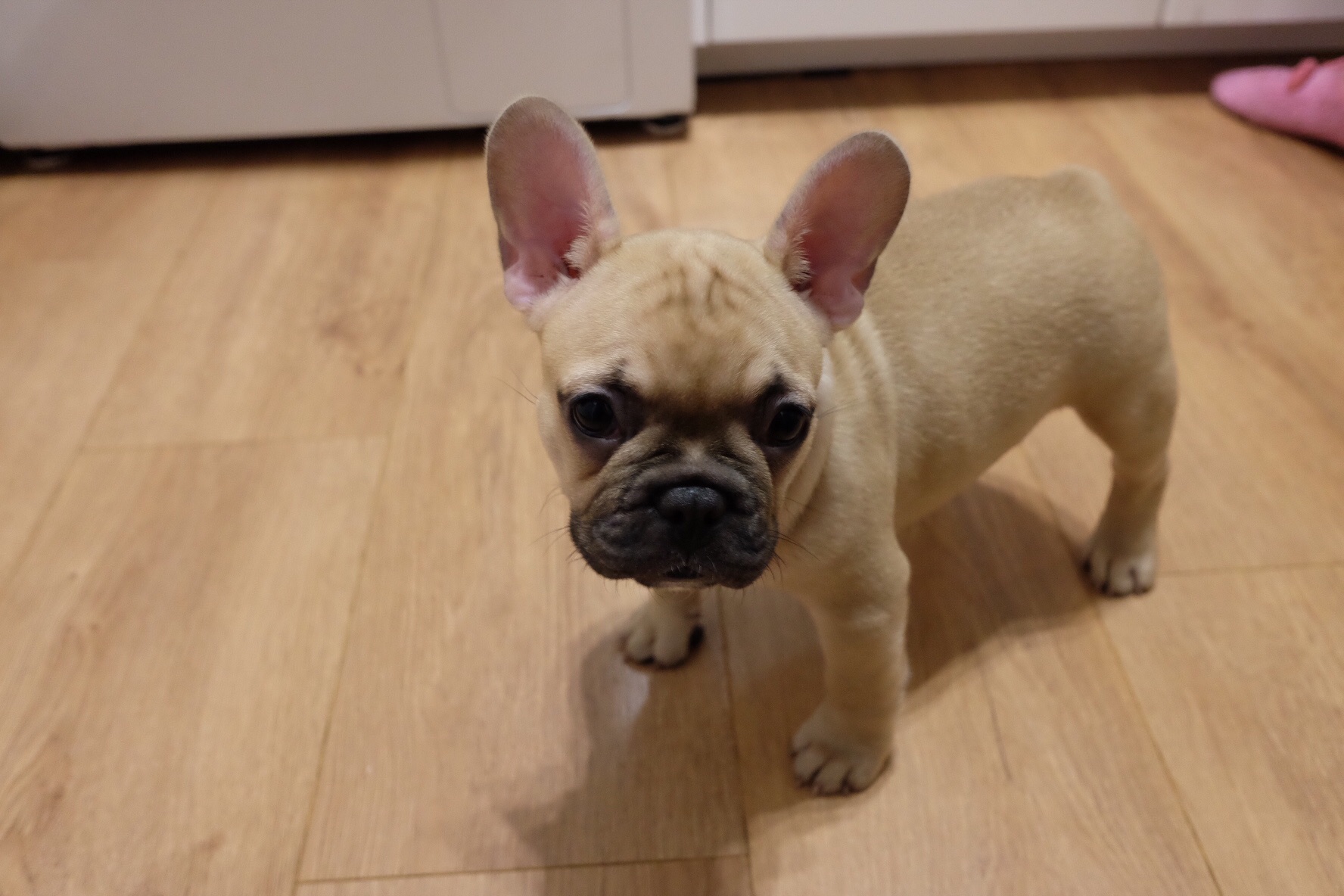 Our little guy Buddy | Scrolller