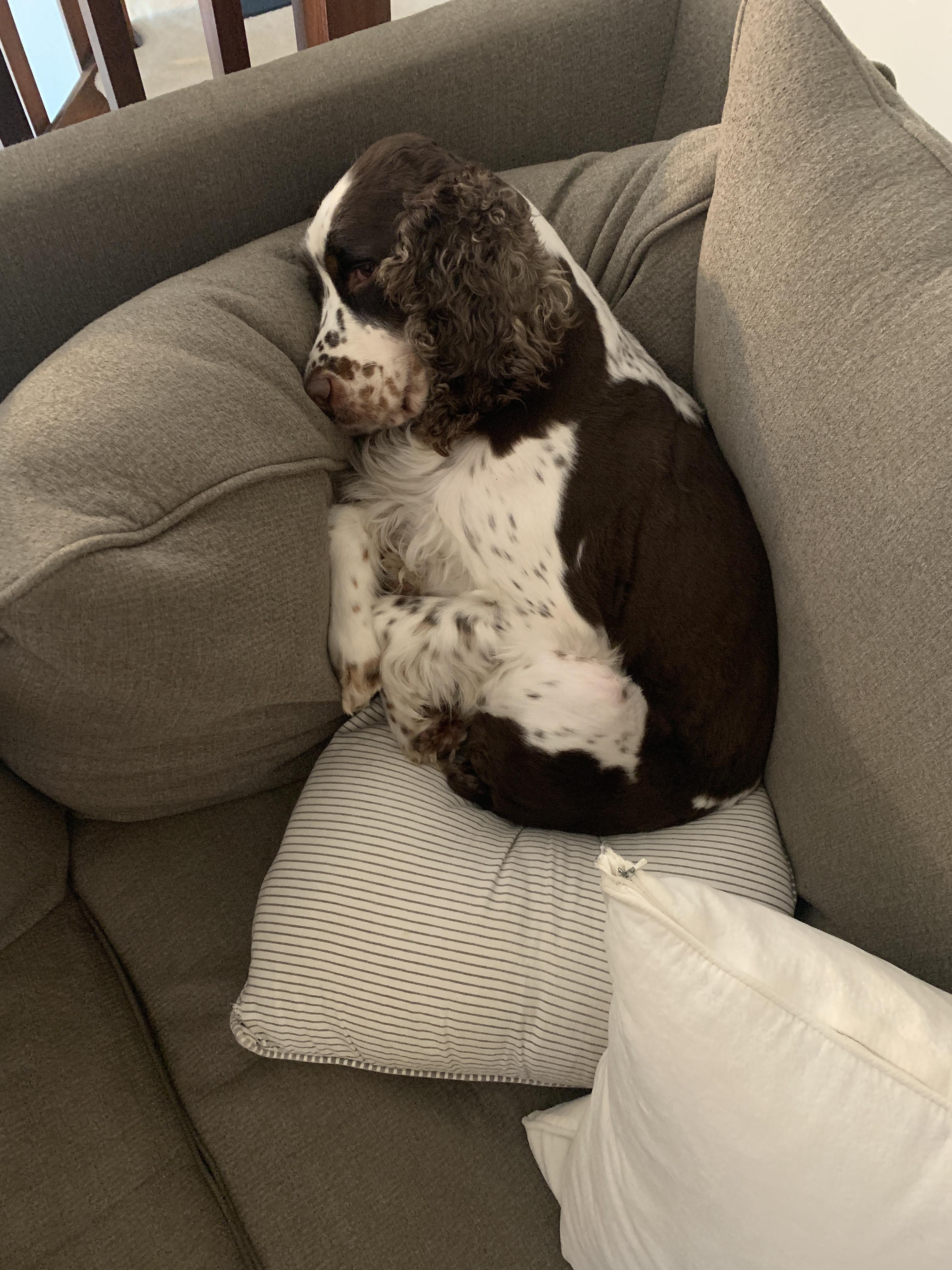 Our little springer bear | Scrolller