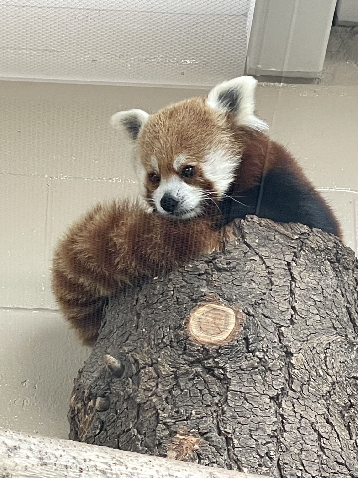 Our Local Red Panda | Scrolller