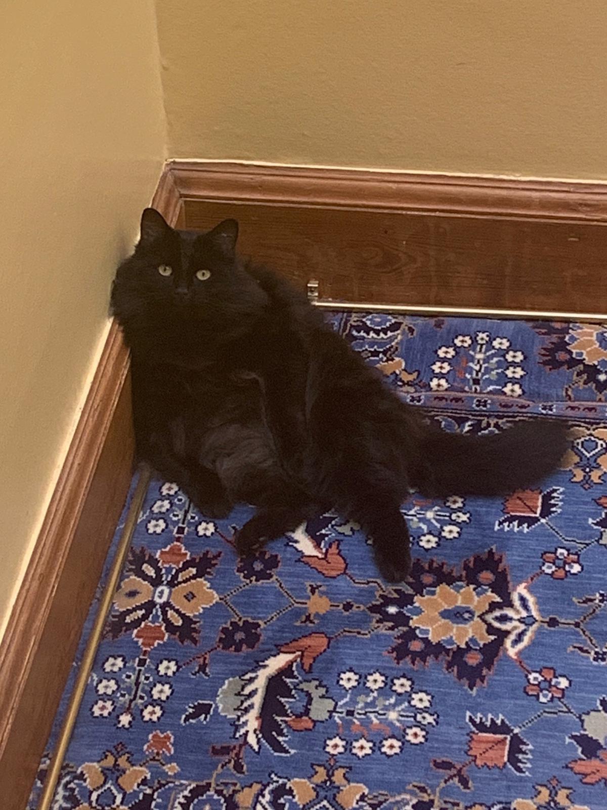 Our new adopted void has a bit of extra timber around the middle. He finds new and inventive ...