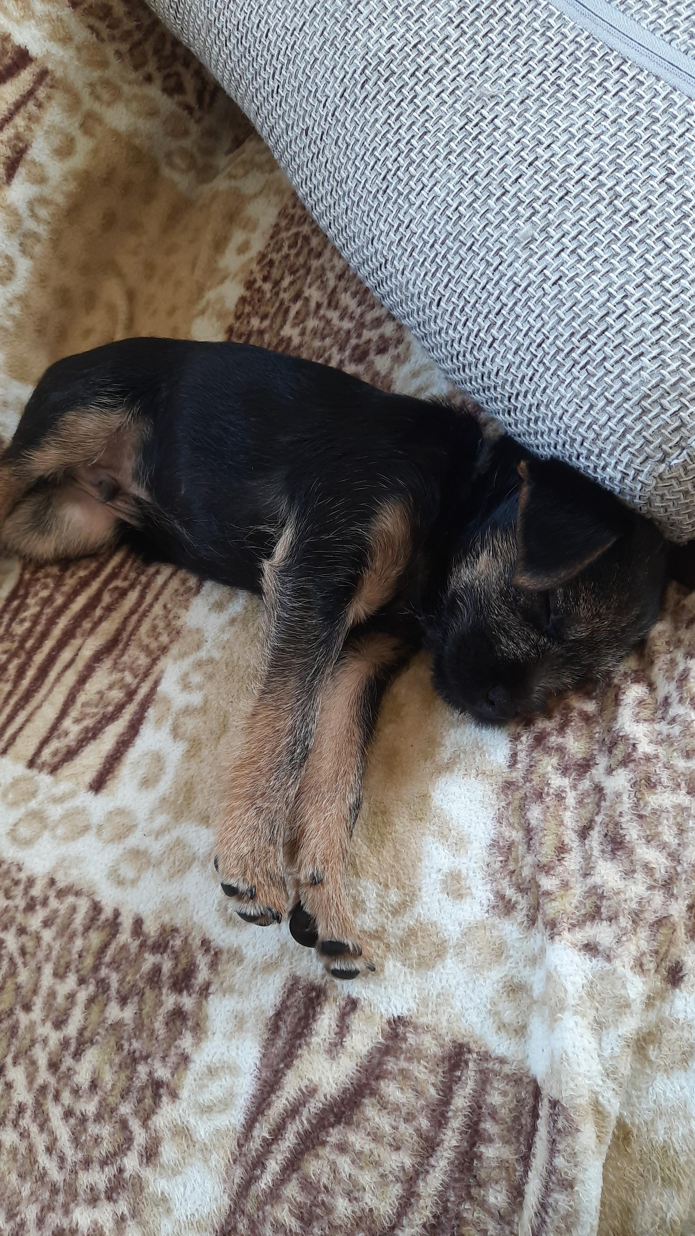 Our new family member | Scrolller