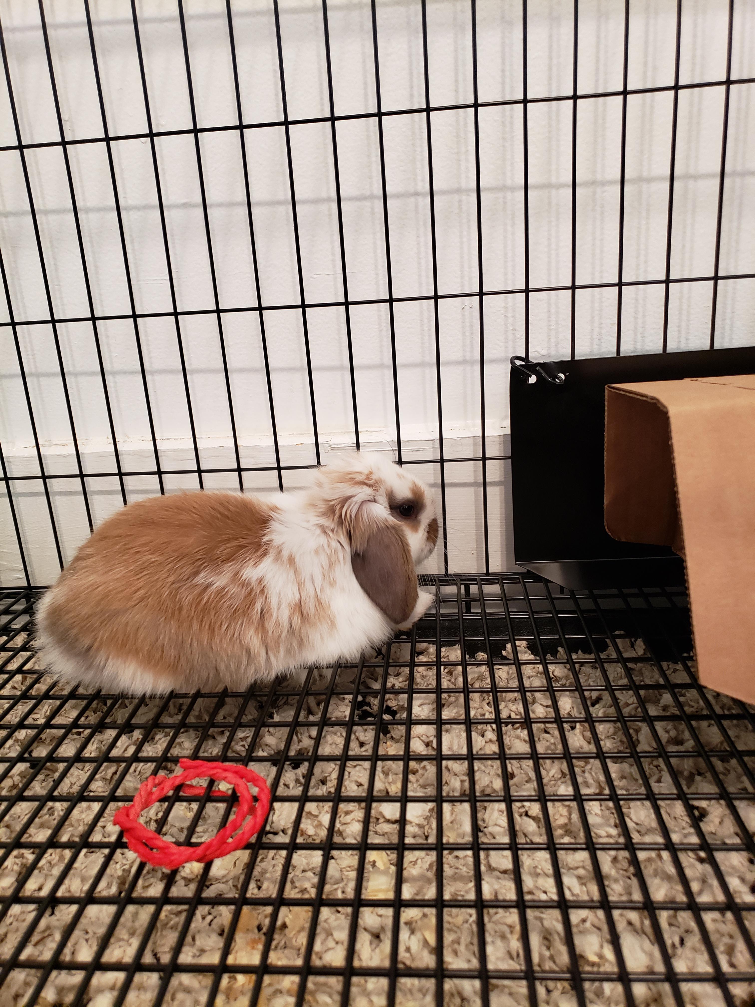 Our new little bun, haven't named her yet, any ideas? | Scrolller