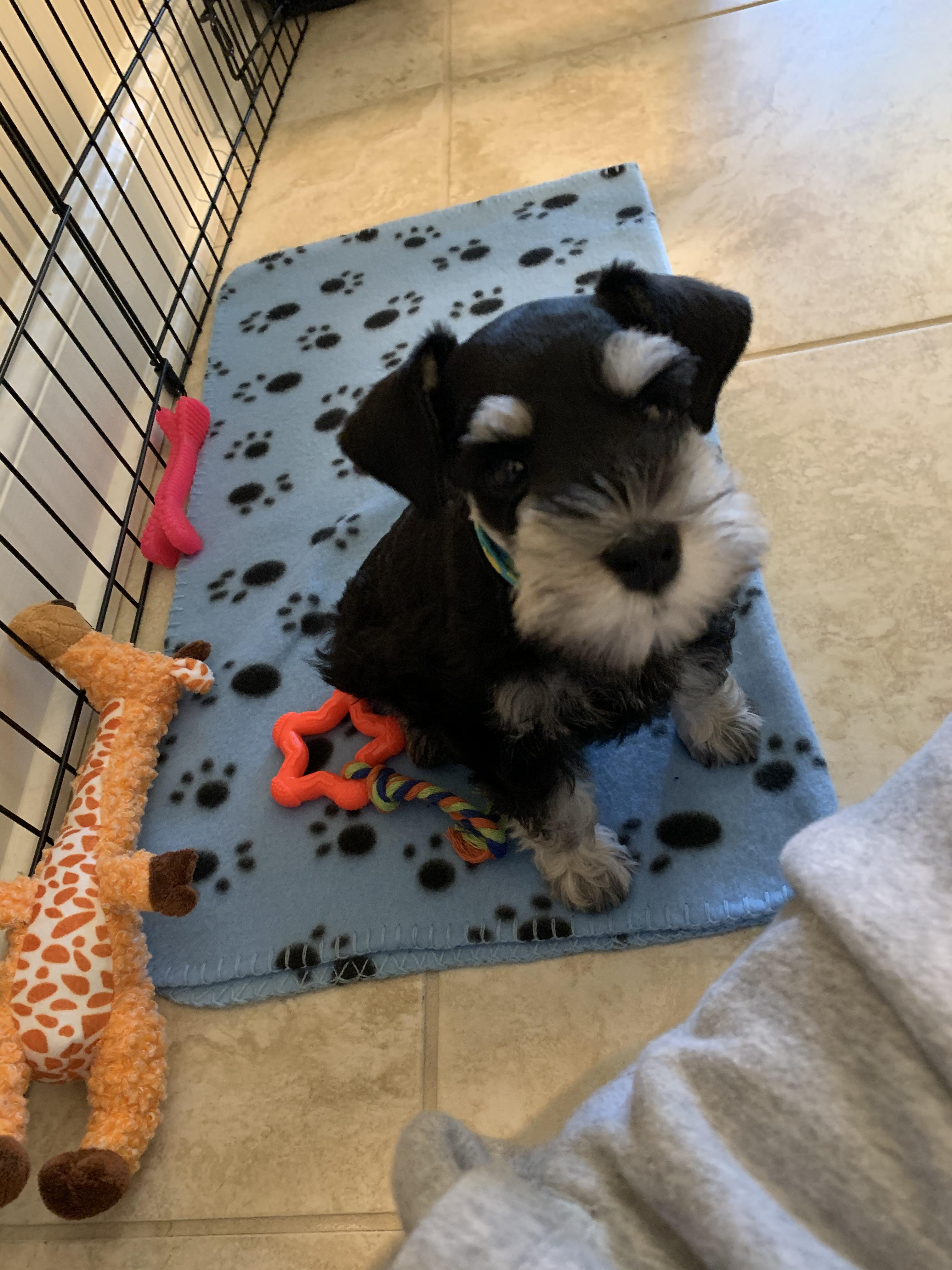 Our New Mini Scrolller