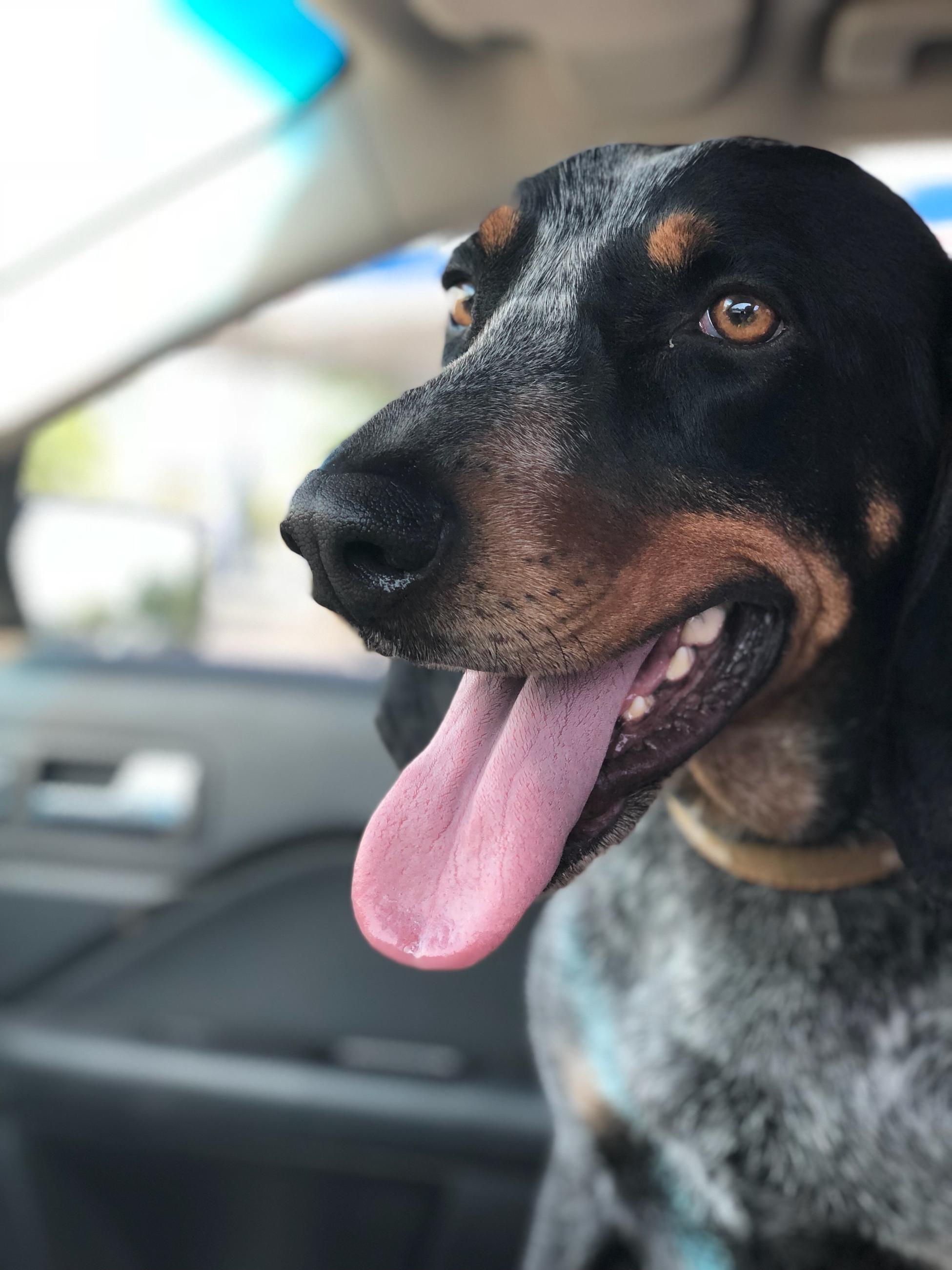 Our new Rescue, Henry | Scrolller