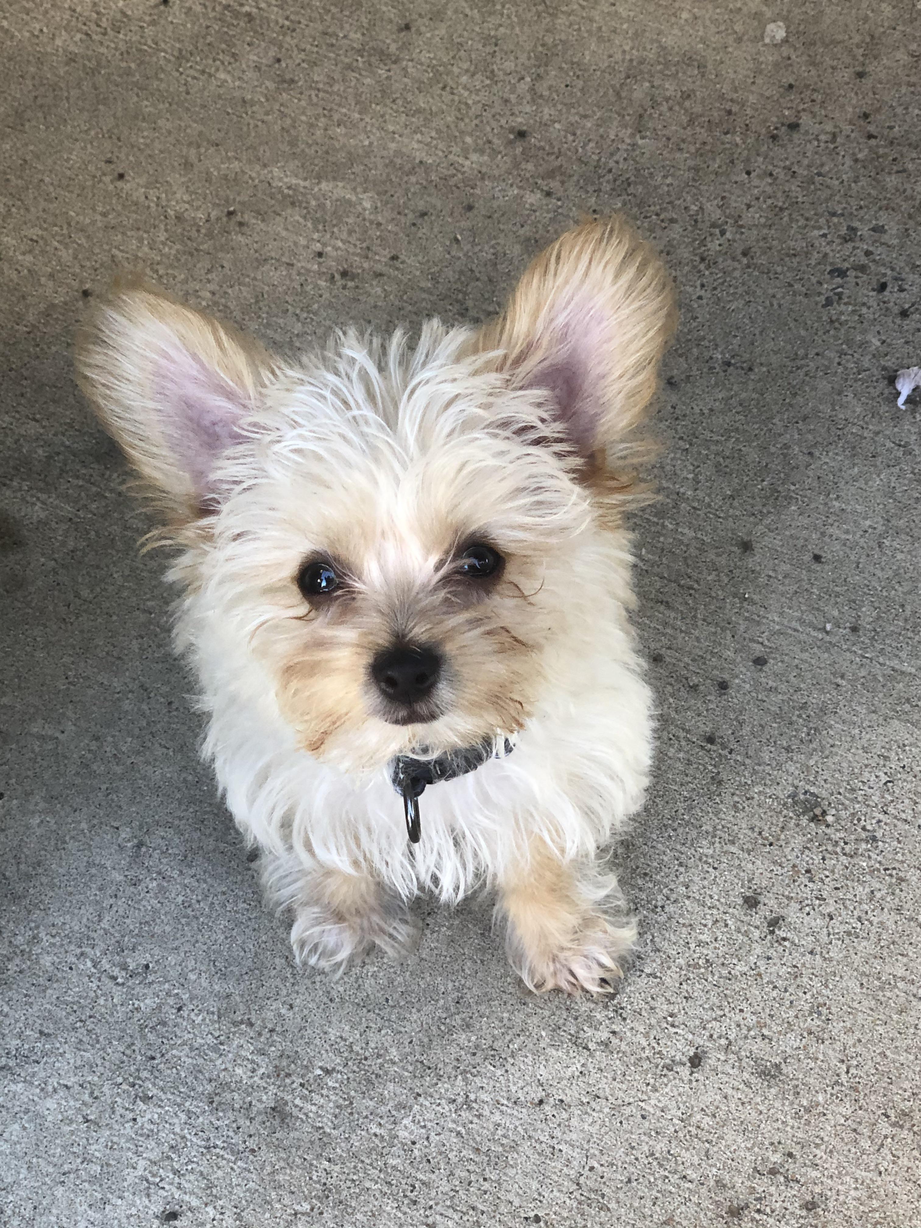 Our newest family member, Pippin! | Scrolller