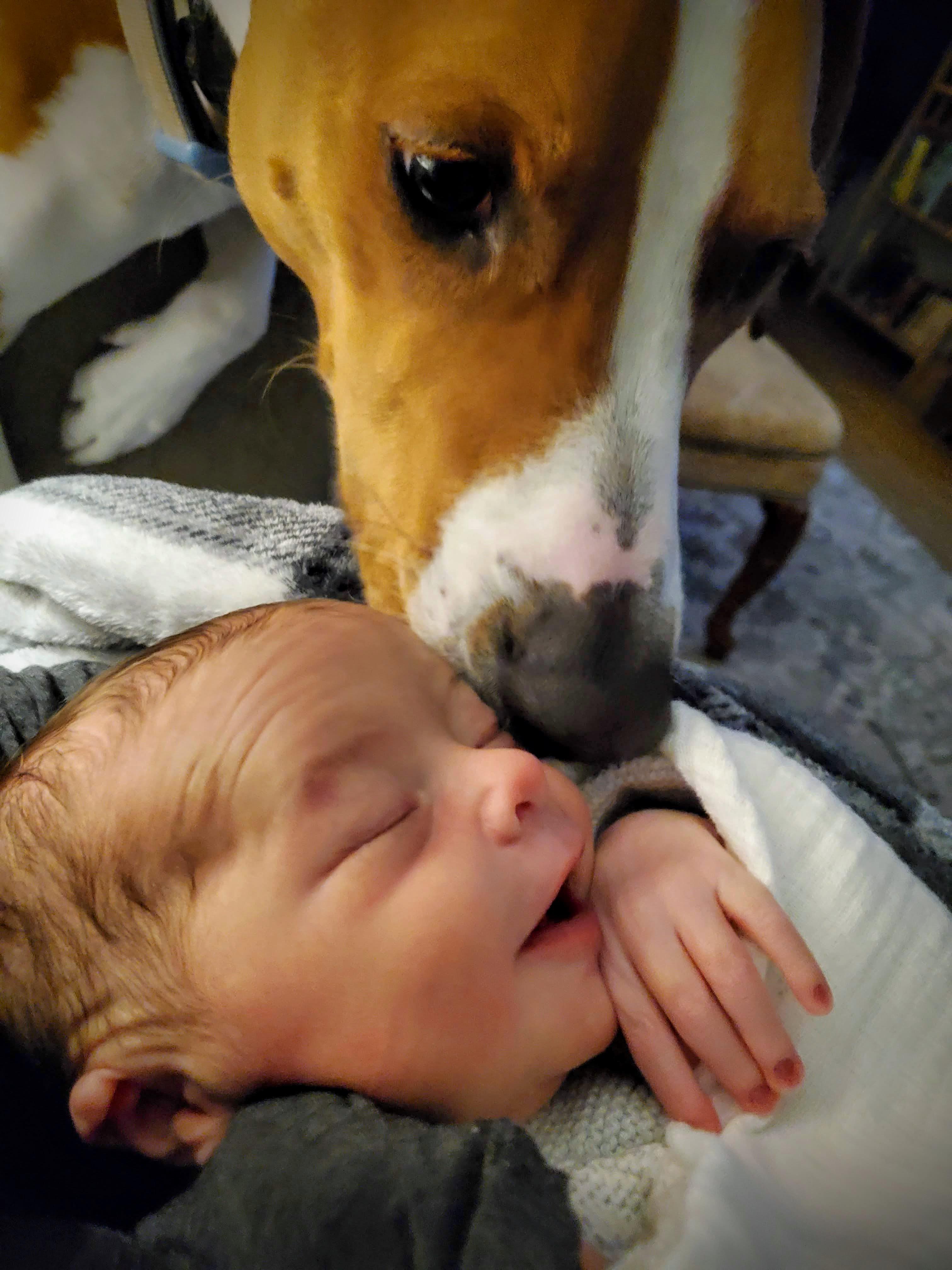 Our puppers just met our newborn baby girl | Scrolller
