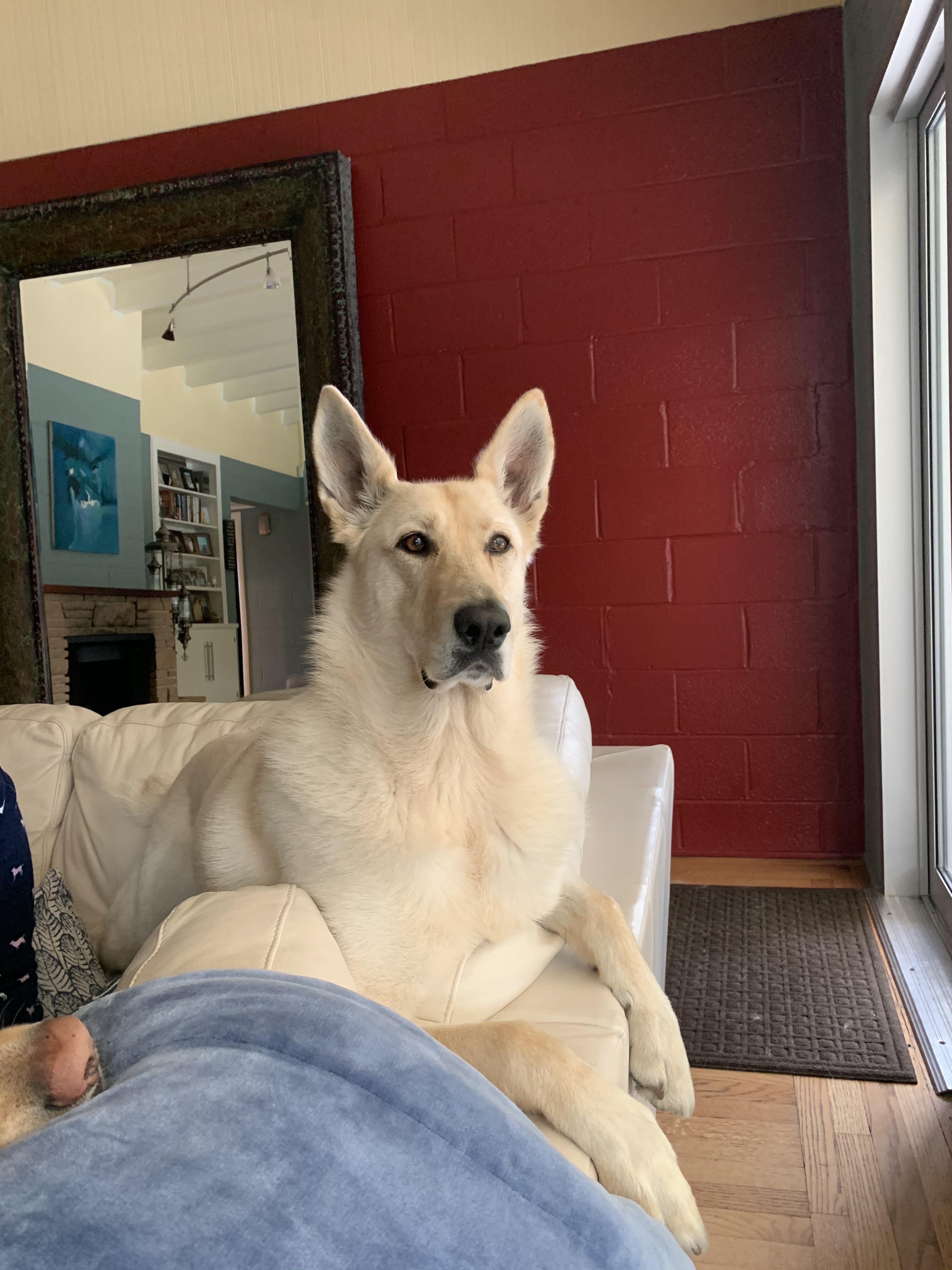 Our rescue our world.... missing her tail but that only adds to her ...