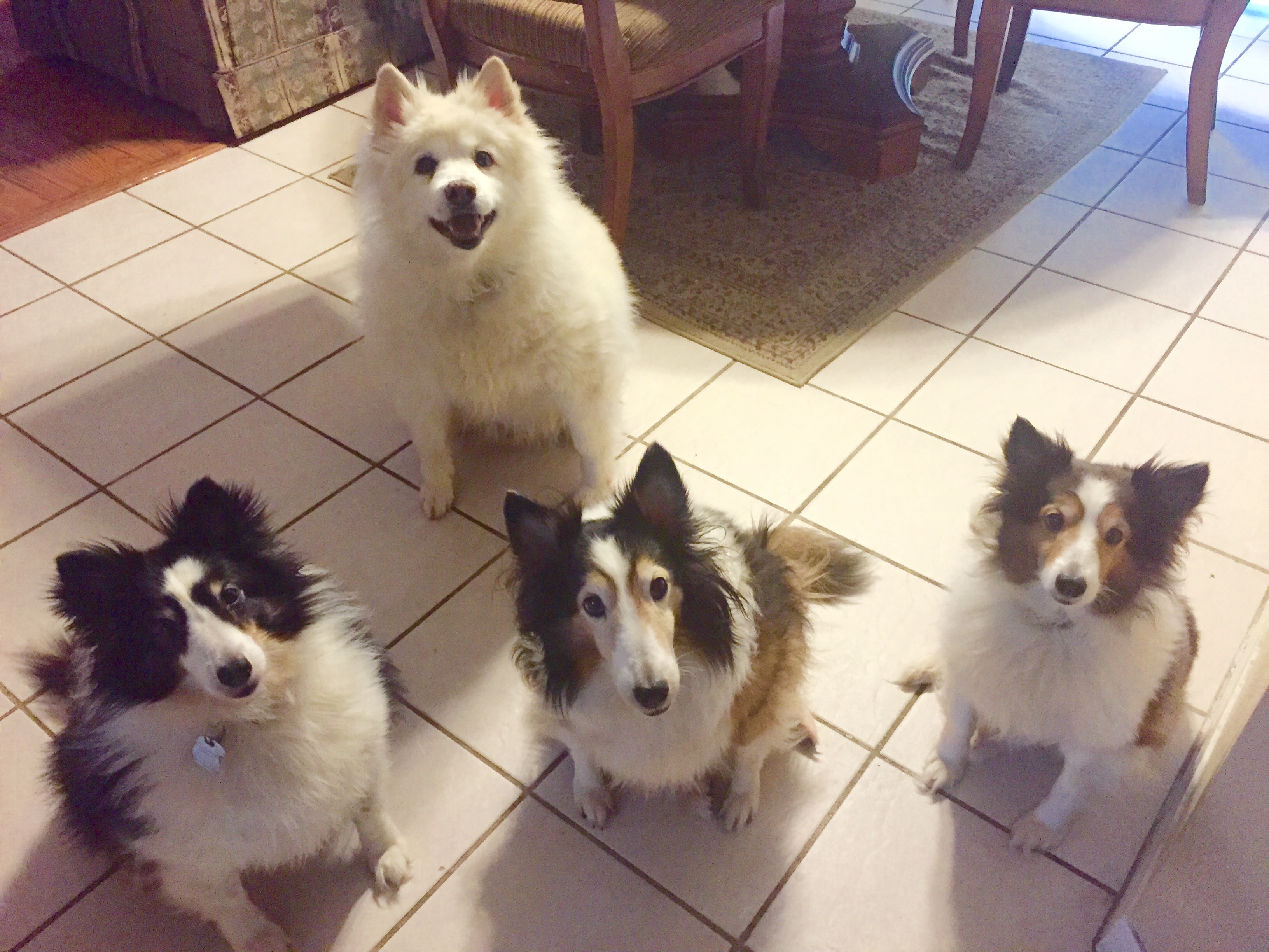 Our three Shelties (plus bonus American Eskimo dog!) | Scrolller