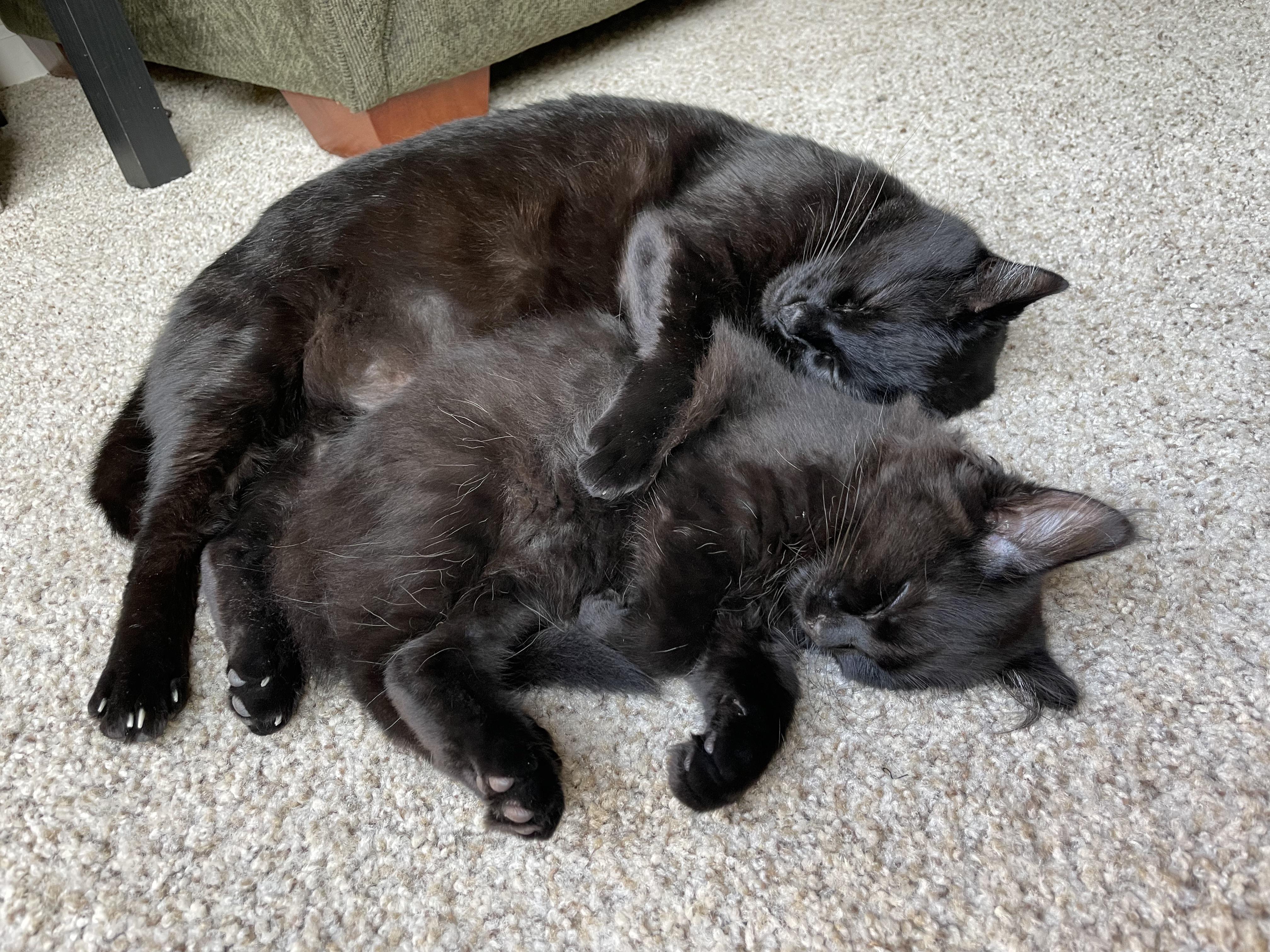 our two void boys | Scrolller