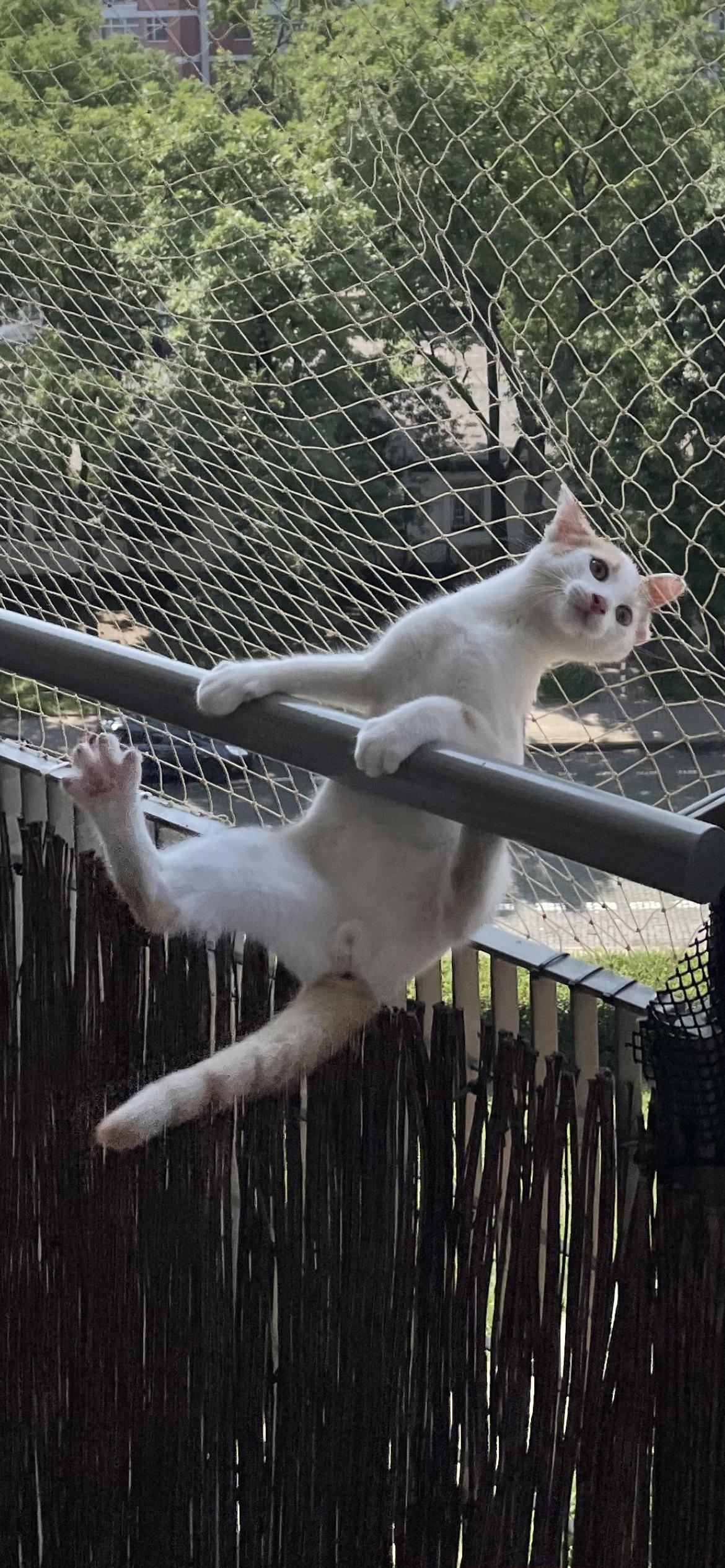 Overestimating your acrobatic abilities | Scrolller