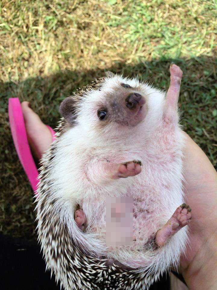 Overly Enthusiastic Hedgehog | Scrolller