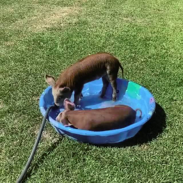 Pals in the pool | Scrolller