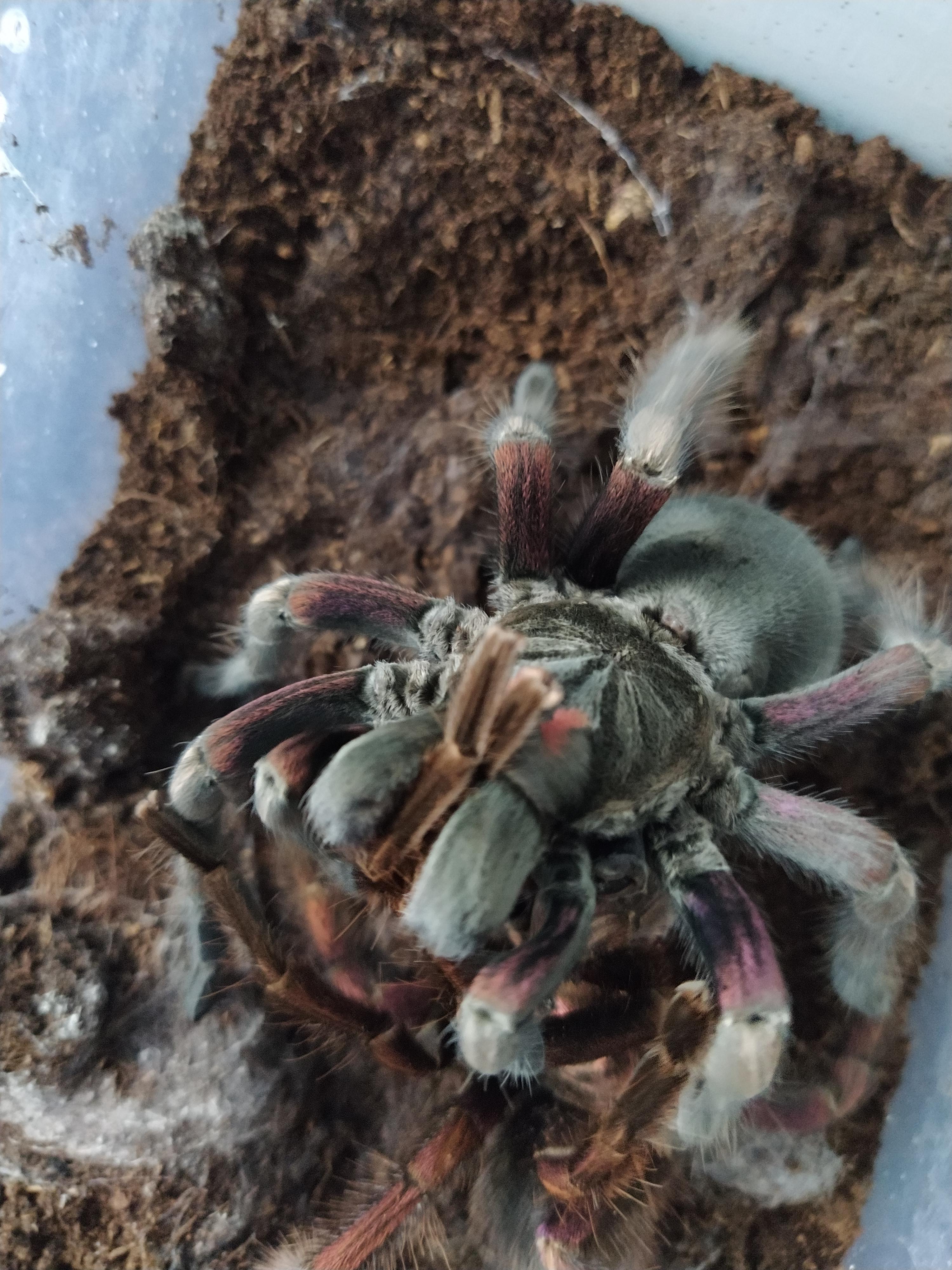 Pamphobeteus ultramarinus mating | Scrolller