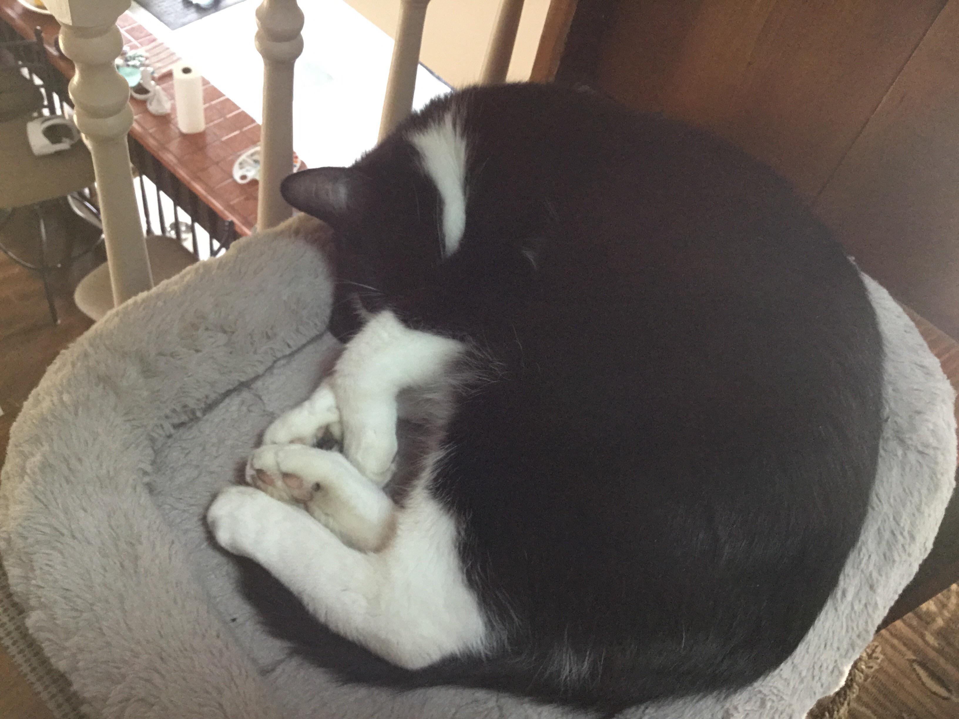 Pancake chonk | Scrolller