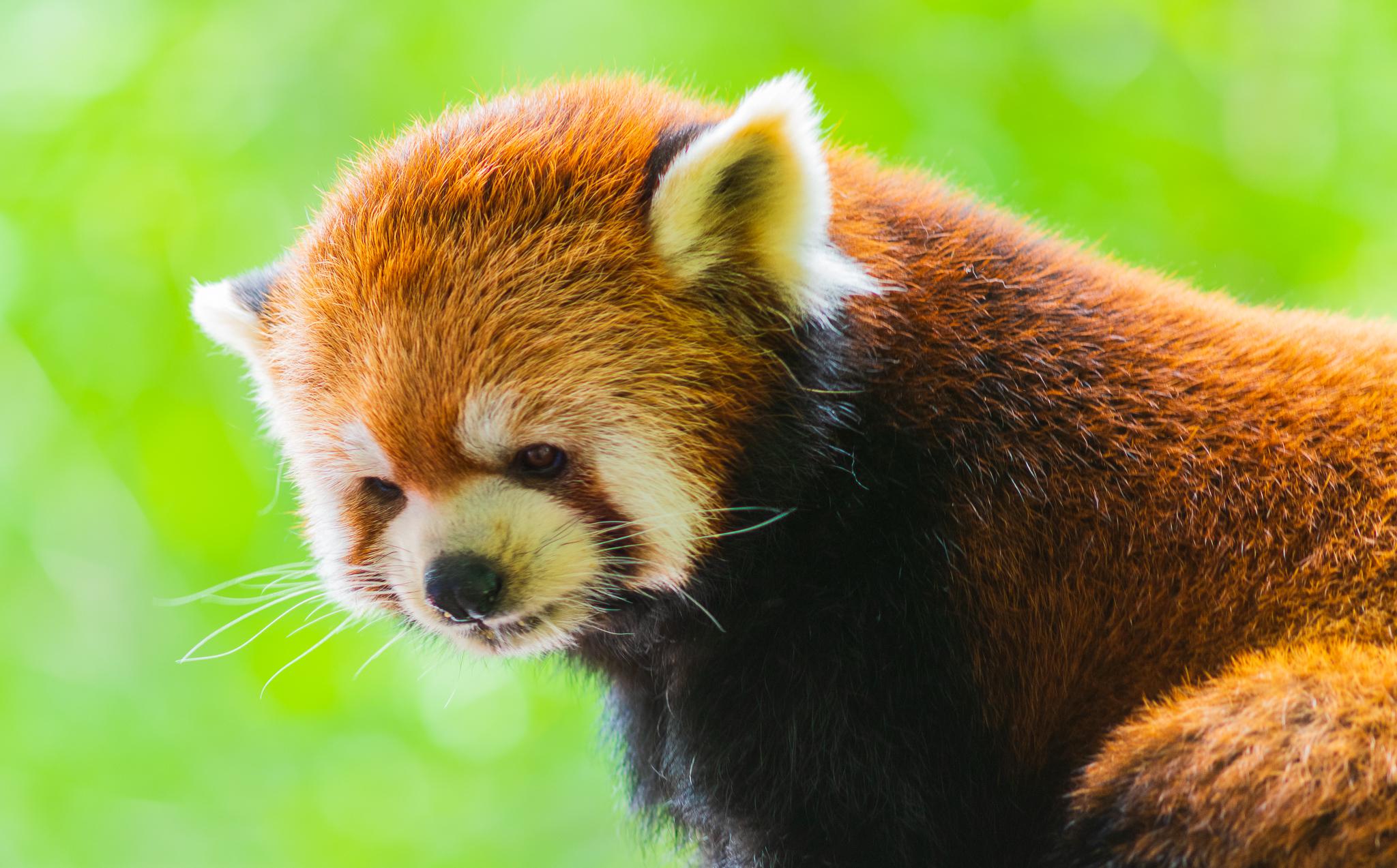 Red Panda Portrait! [OC] | Scrolller