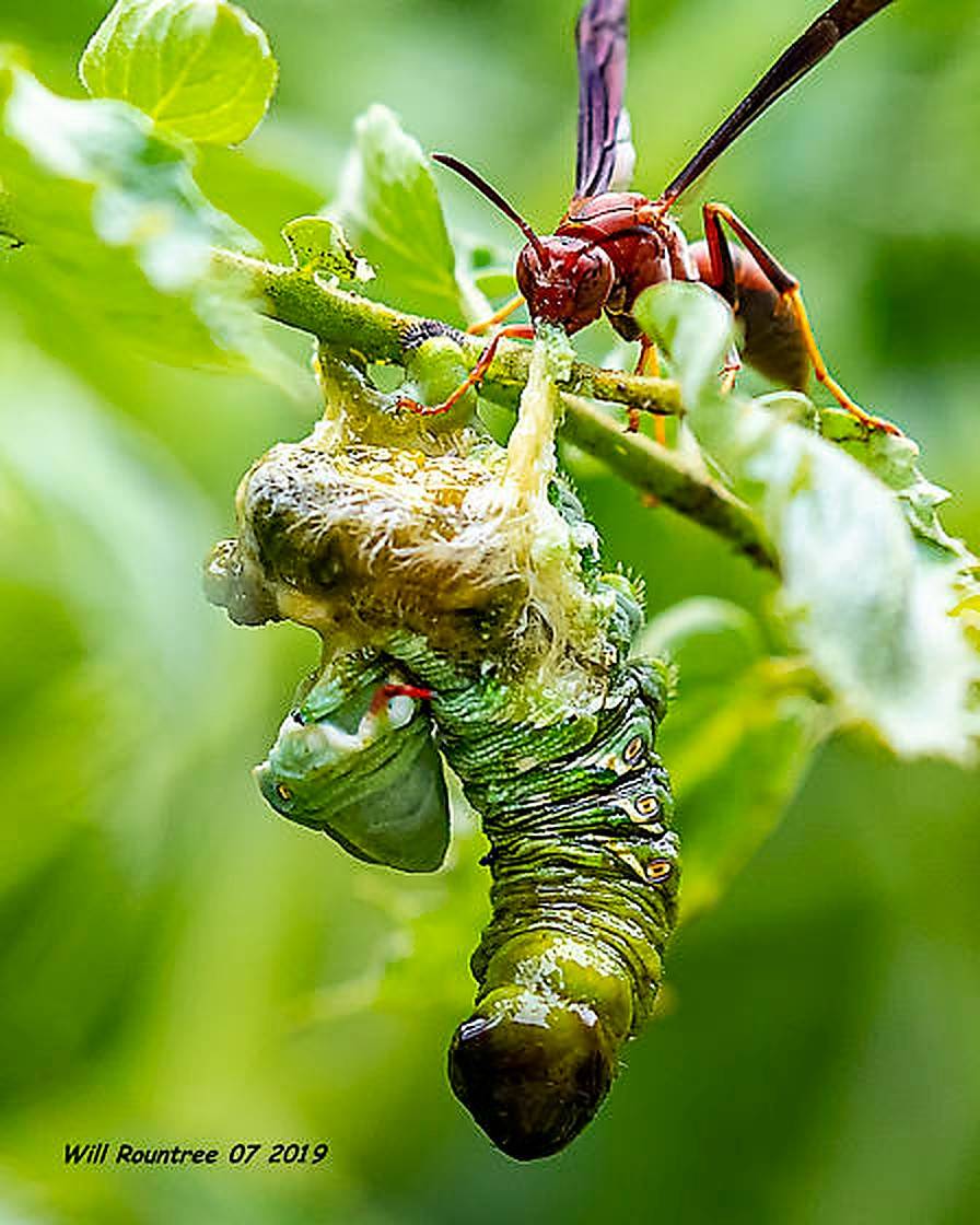 Paper Wasp feeding on a hornworm | Scrolller