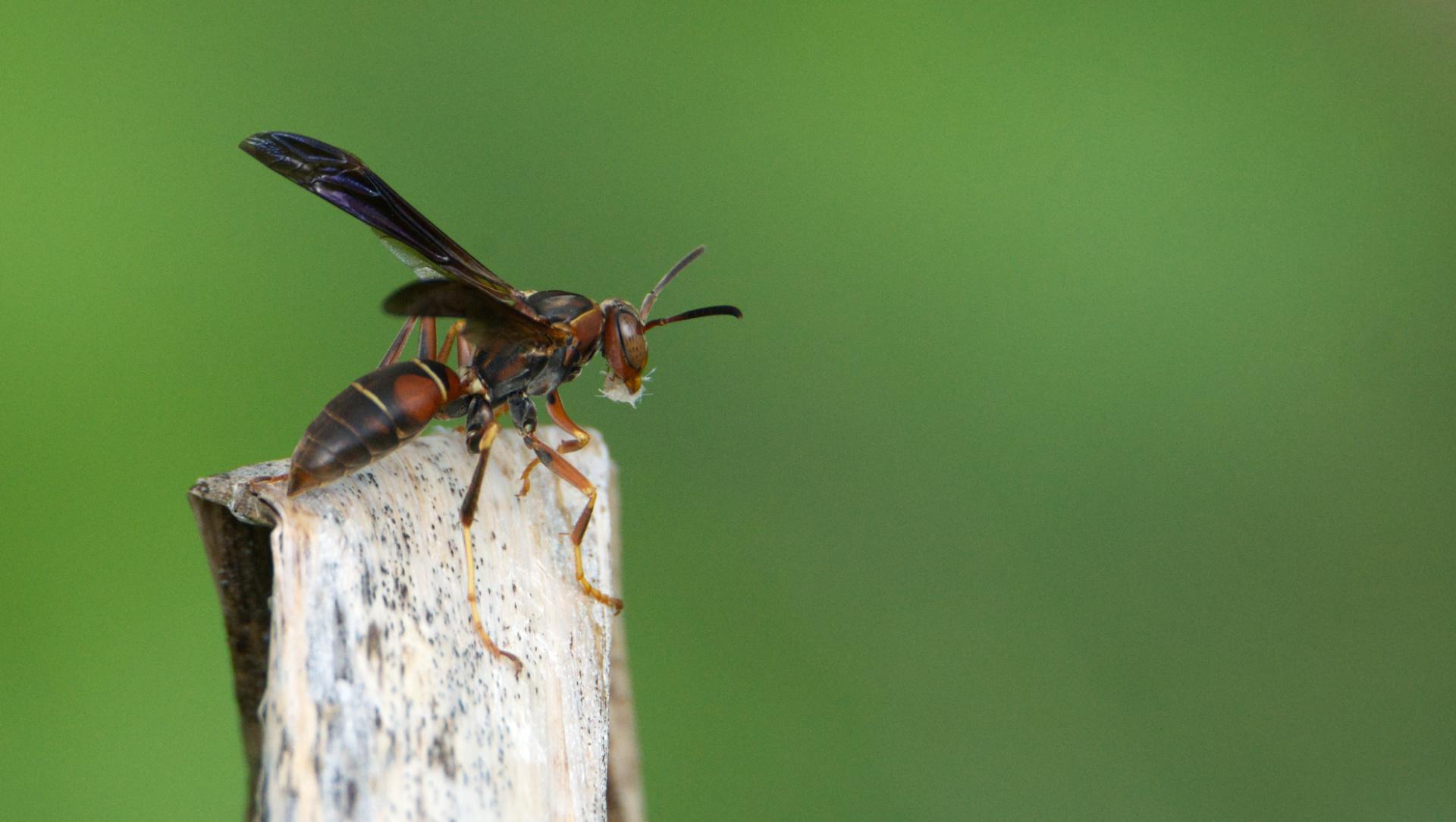 🔥 Paper Wasp gathering wood fiber for its nest 🔥 | Scrolller