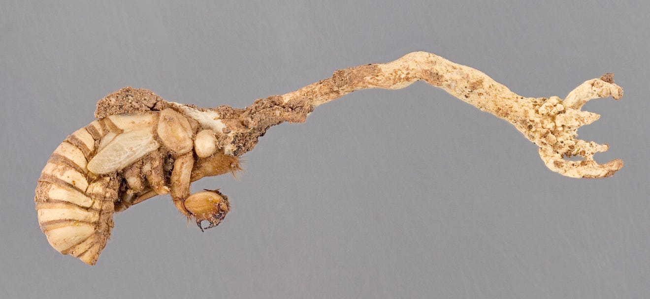 Parasitic Fungus Emerging From Cicada | Scrolller