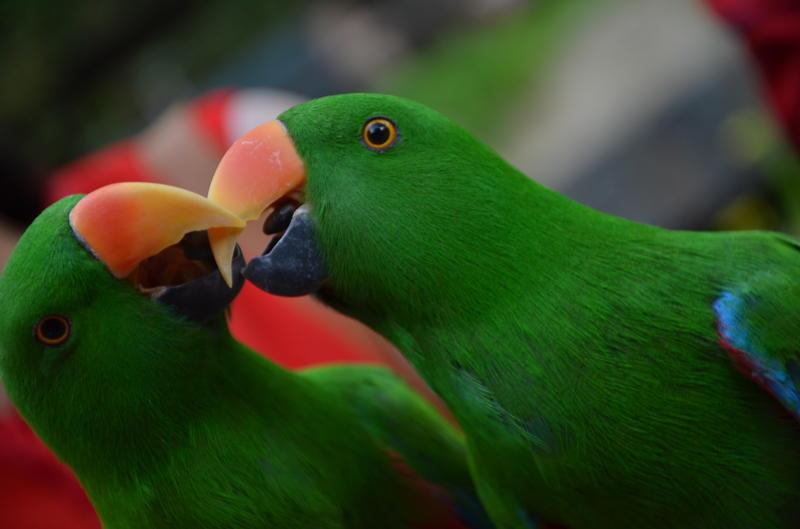 Parrot Love | Scrolller