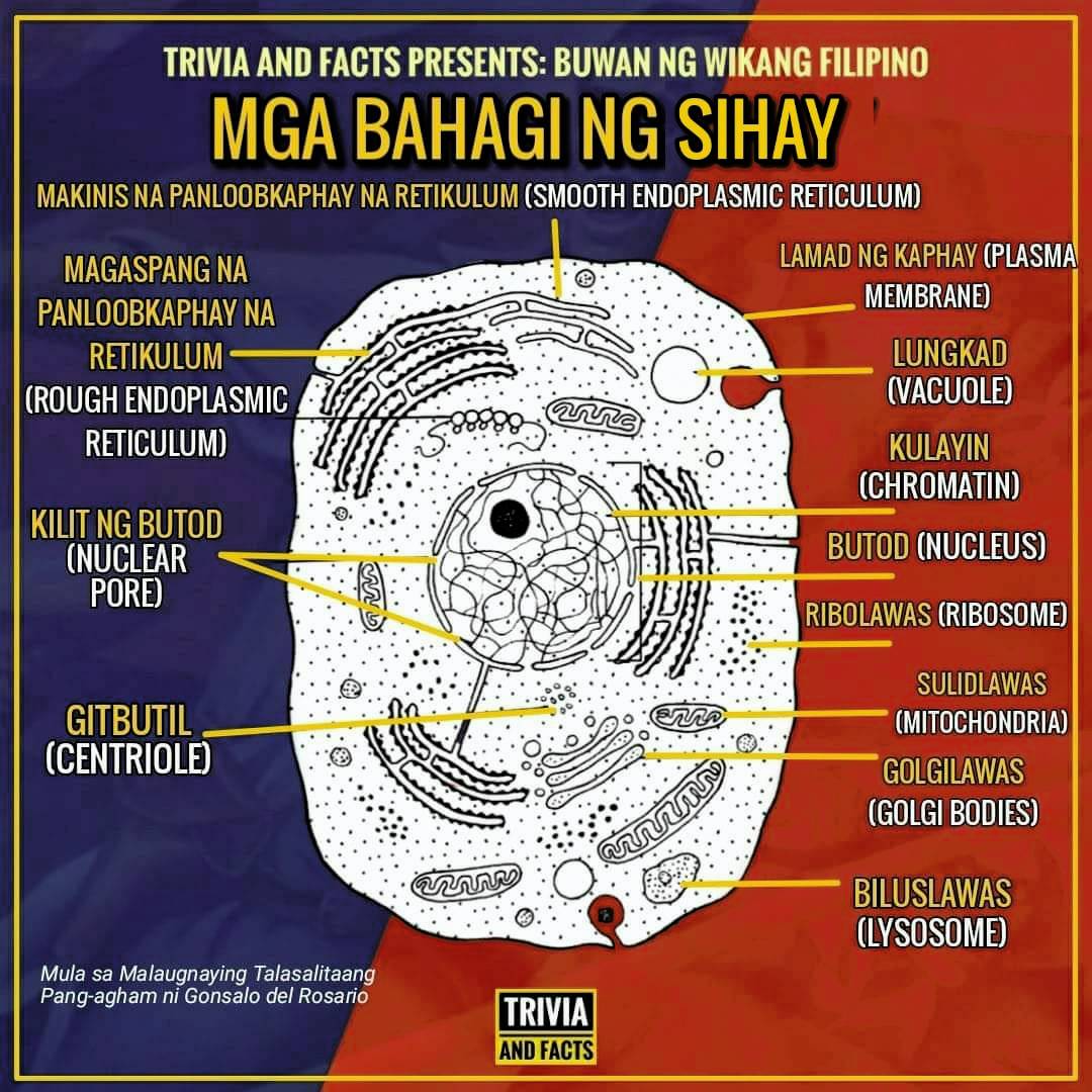 Parts of a cell [Mga Bahagi ng Sihay] | Scrolller
