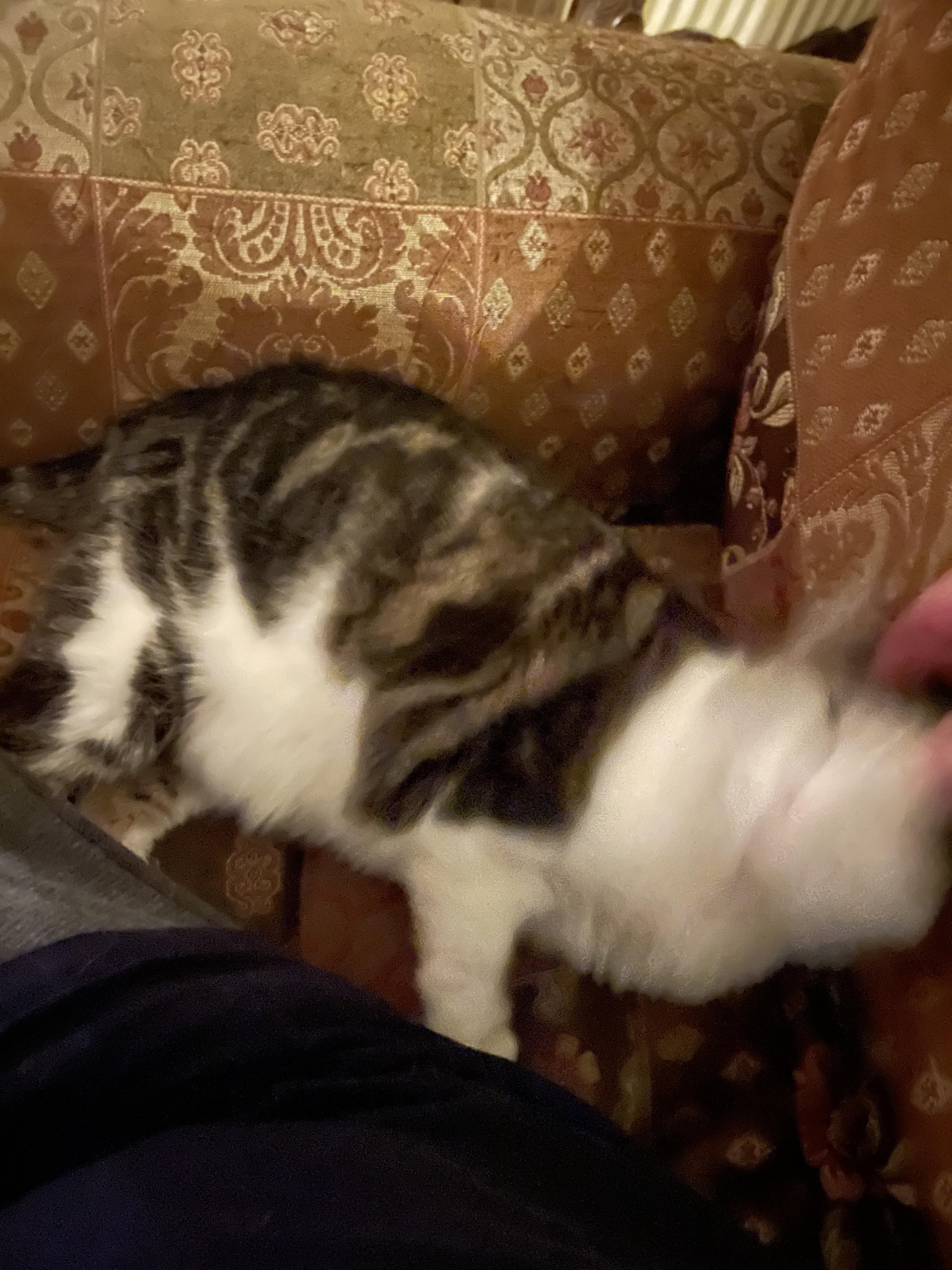 Patches drilling his chair | Scrolller