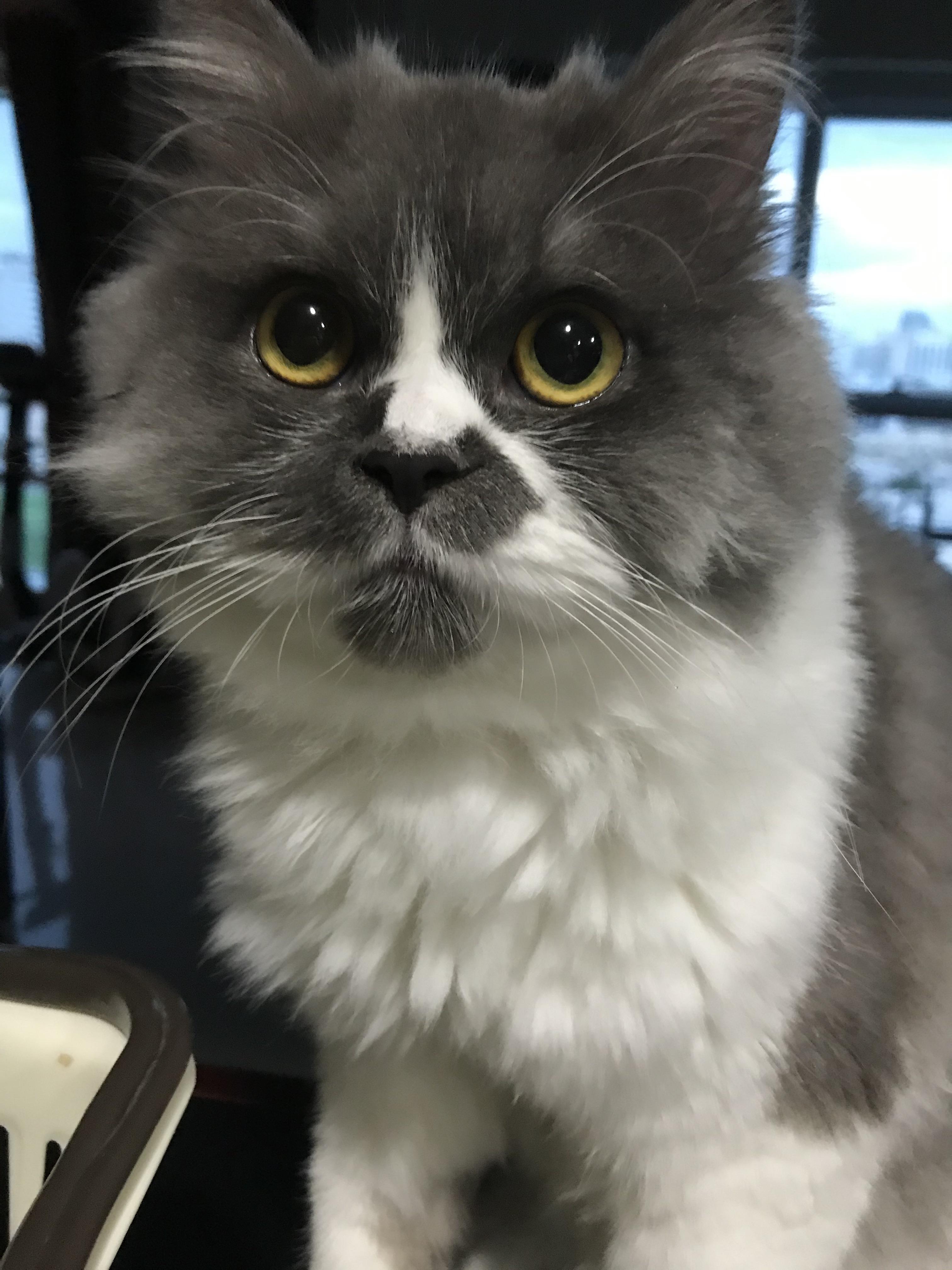 Patiently waiting for food | Scrolller