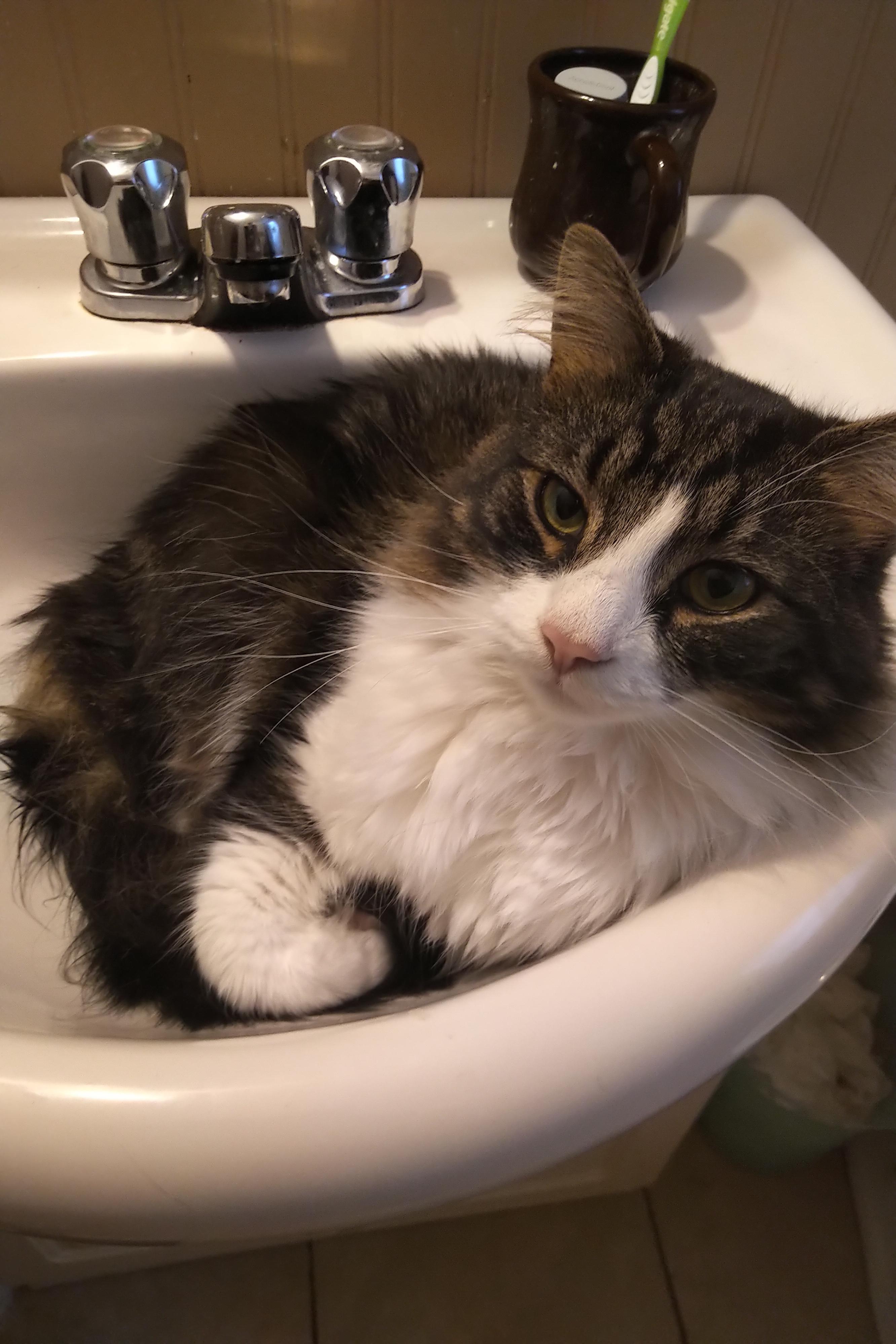 Paul loves napping in the sink | Scrolller