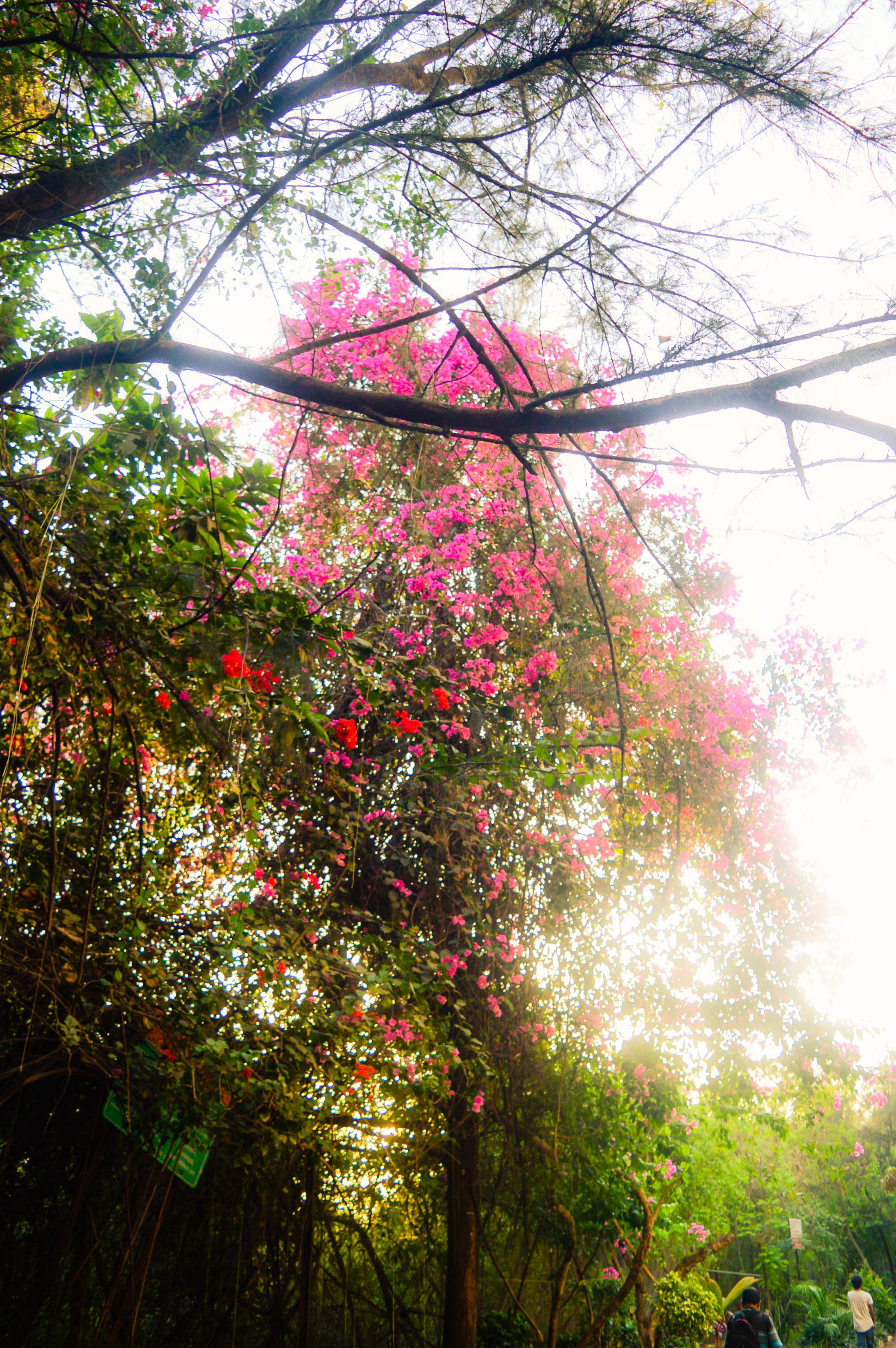 Peaceful backroads give me an escape from the bustle of Mumbai | Scrolller