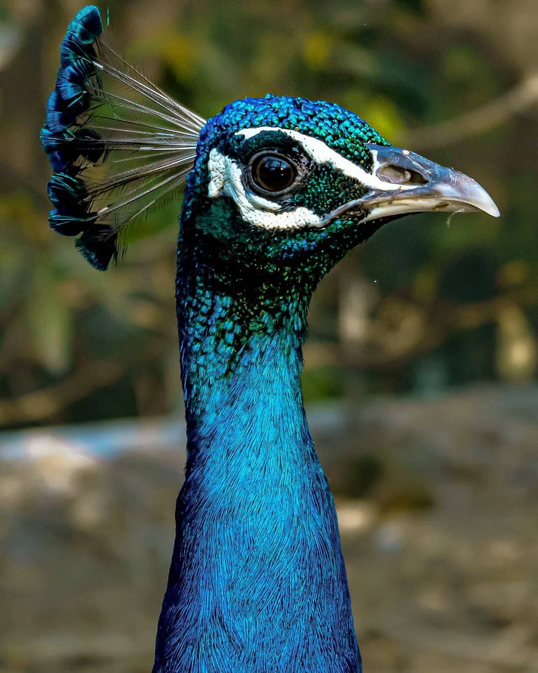 Peacock close up portrait 🦚 | Scrolller