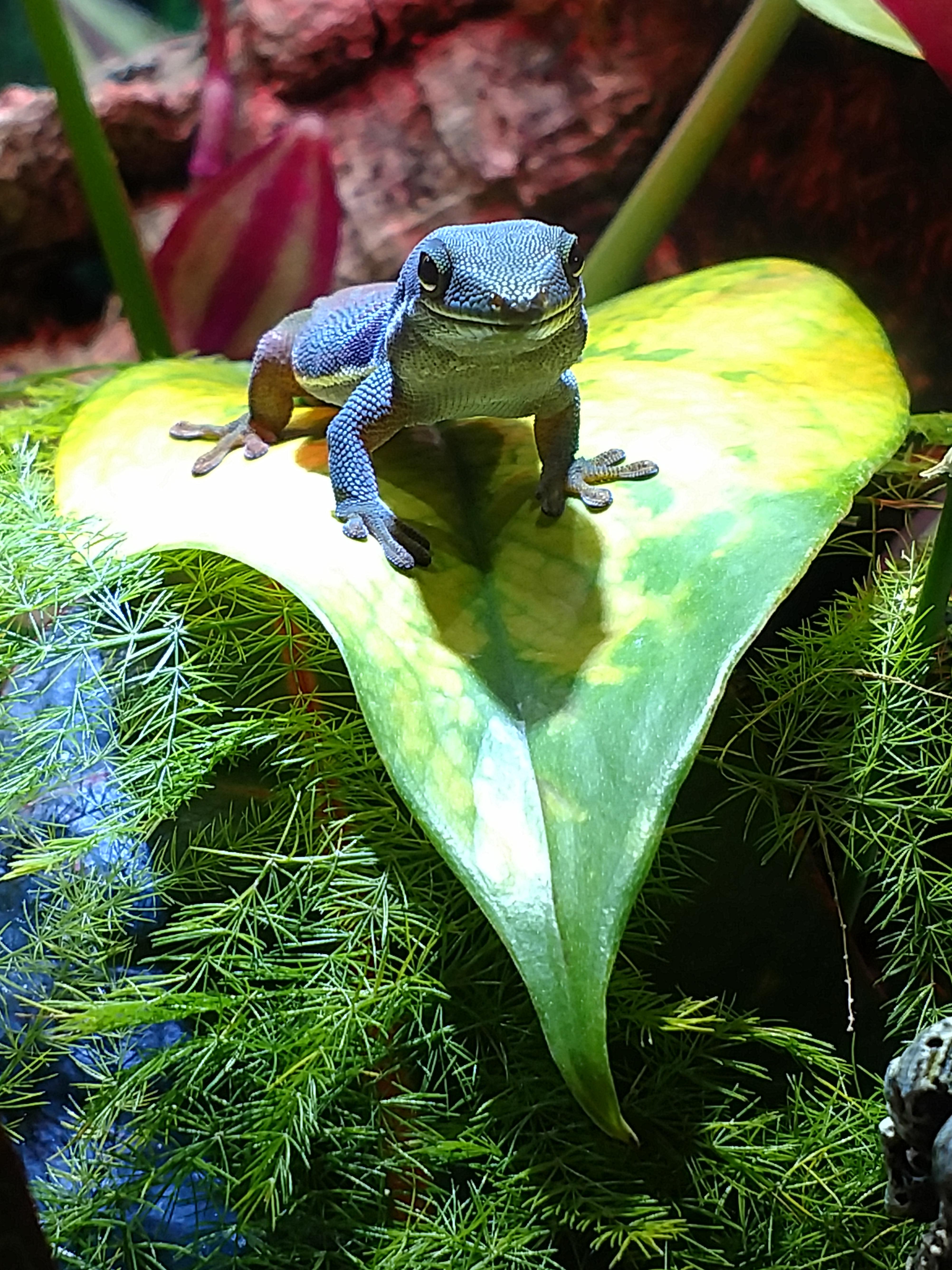 Peacock day gecko : ) | Scrolller