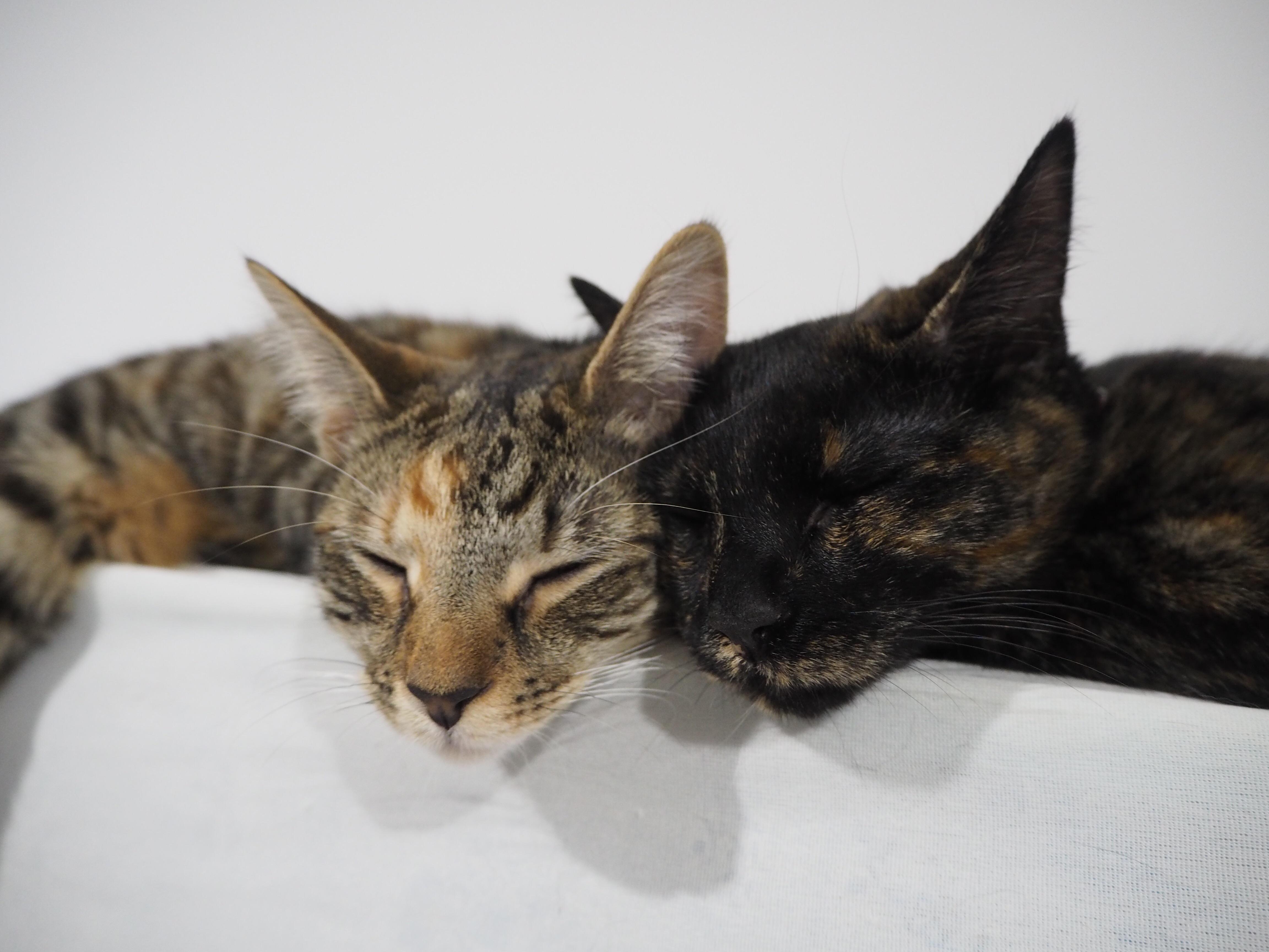 Peanut and Pebbles! Look at their precious little faces | Scrolller