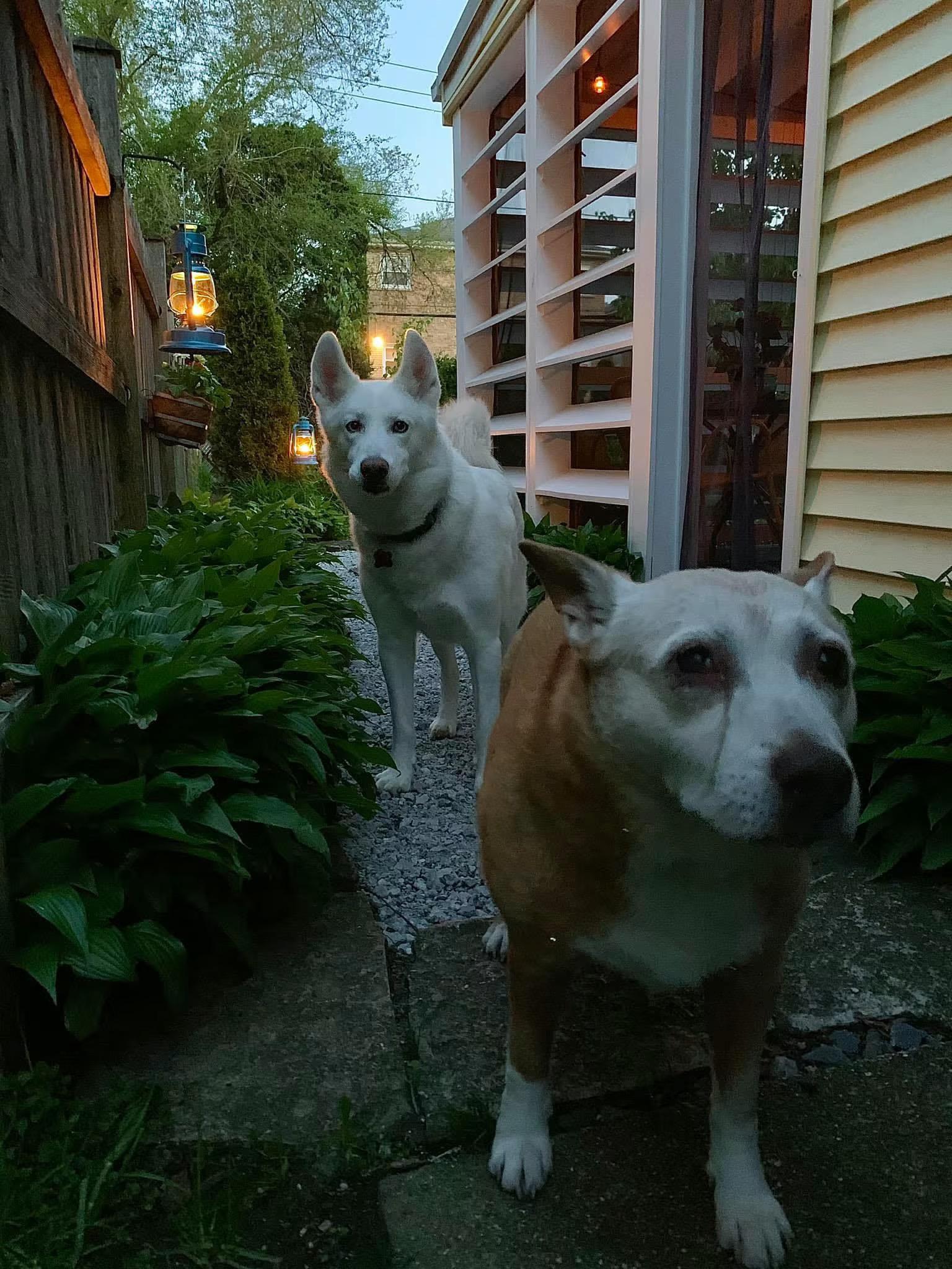 Peanut and Sky enjoying the warm weather ... or getting ready to release a rap album. | Scrolller