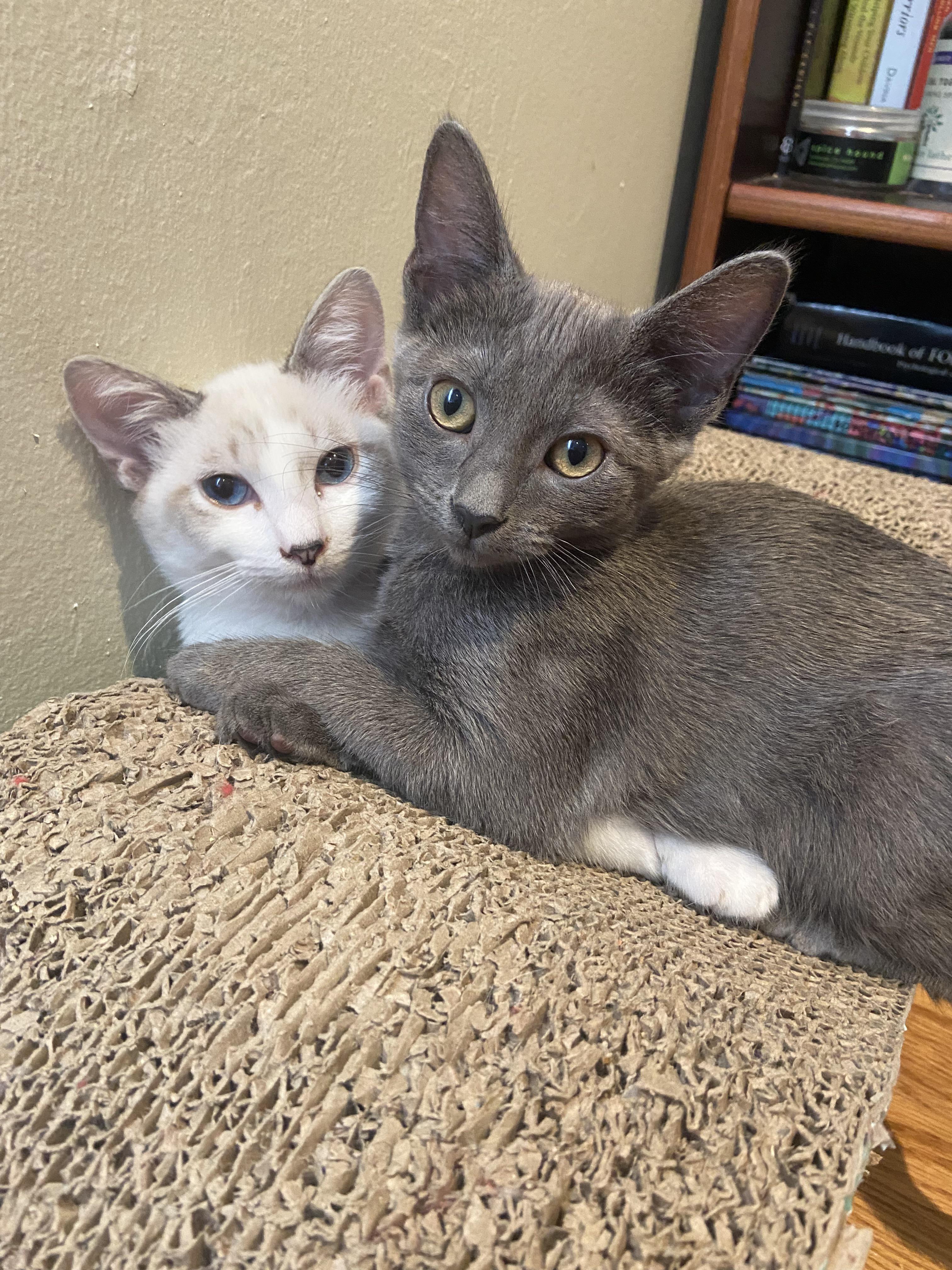 Peanut has a new friend | Scrolller