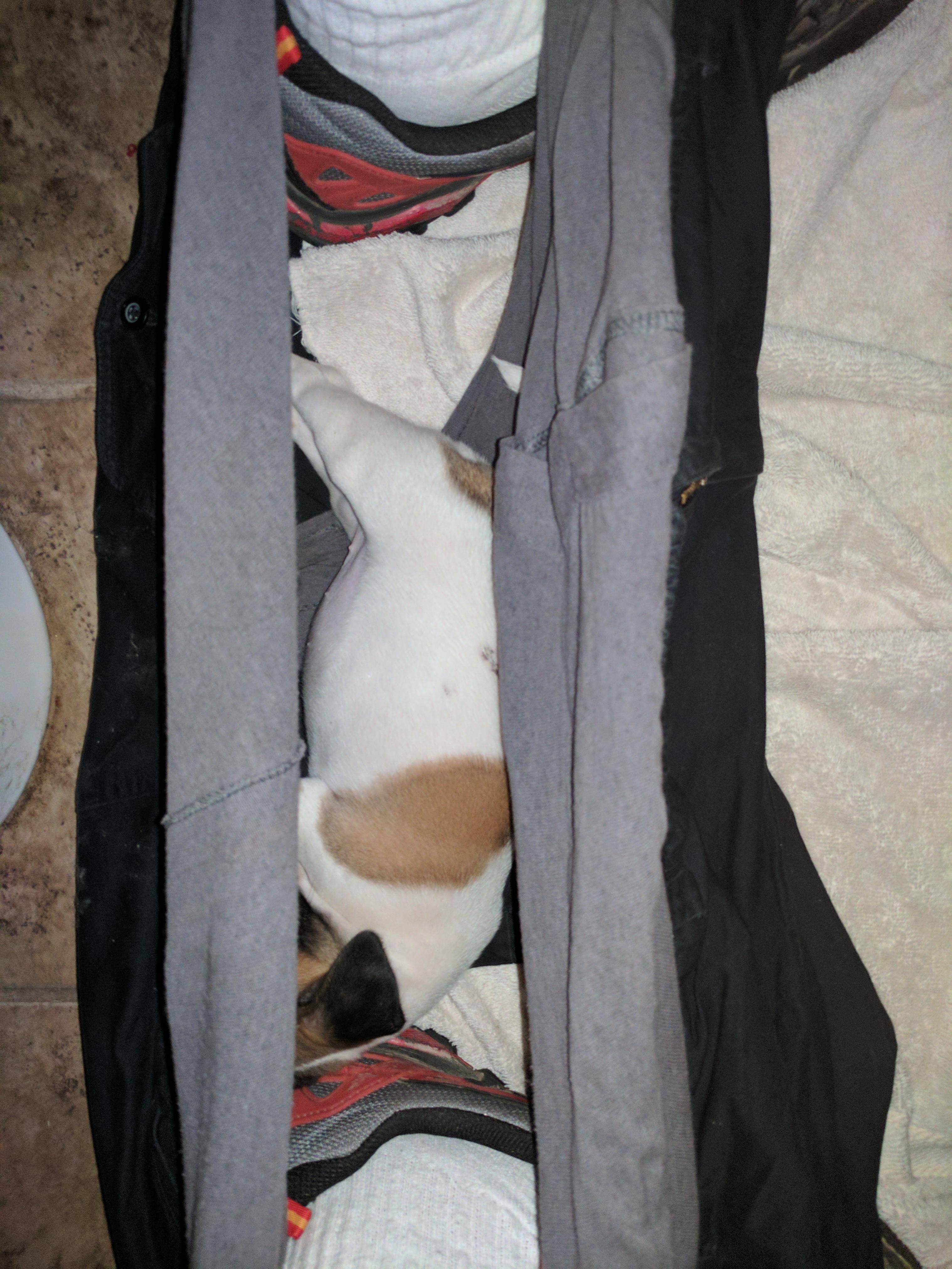 Peanut's favorite place to sleep | Scrolller