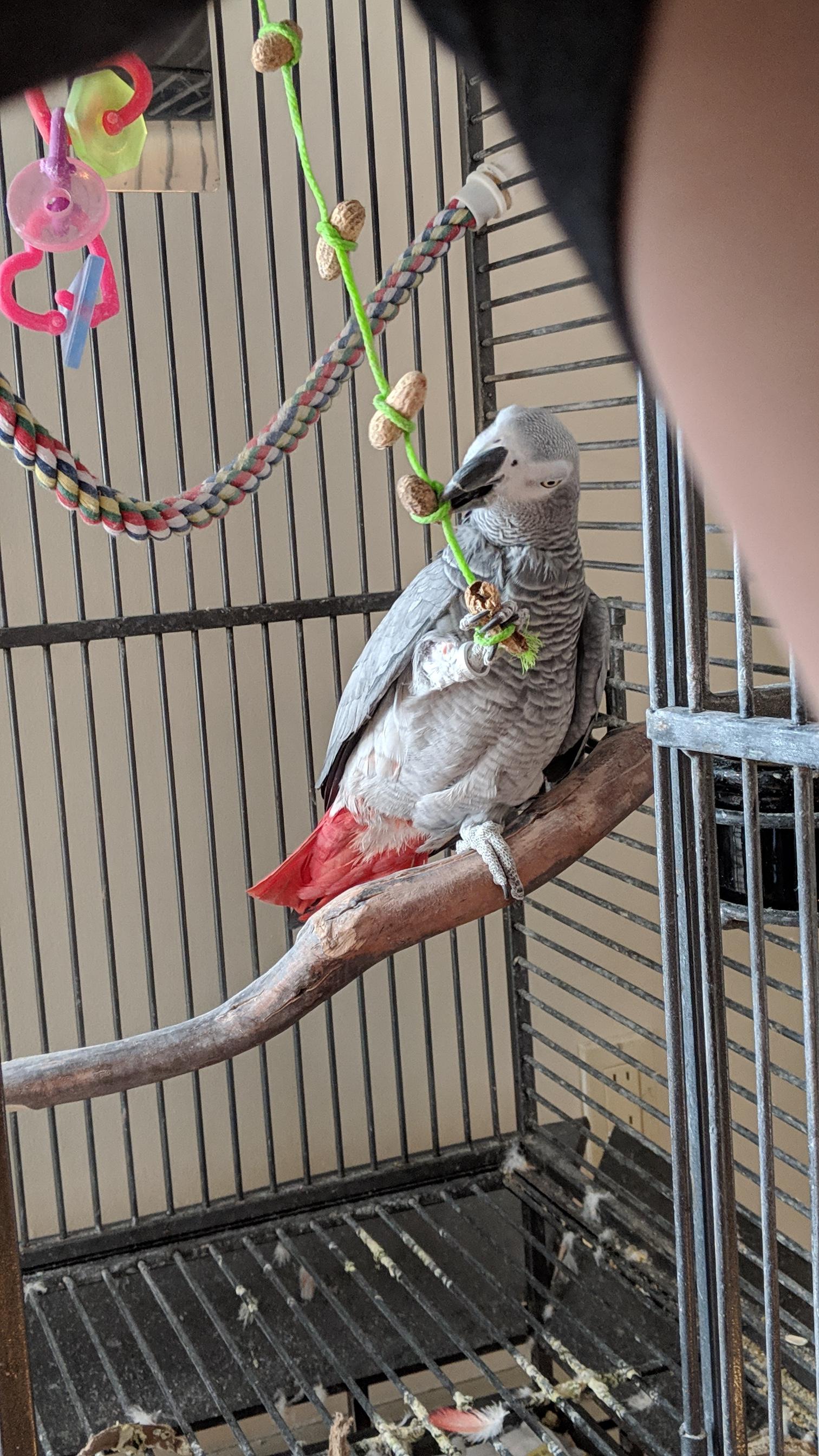 Peanuts on a String | Scrolller