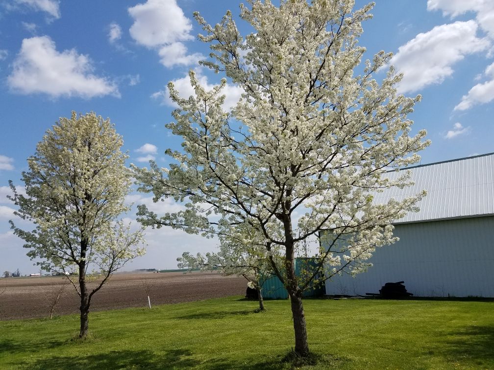 Pear trees blooms | Scrolller