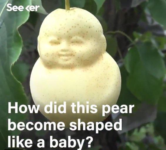 Pear… you’re baby shaped | Scrolller
