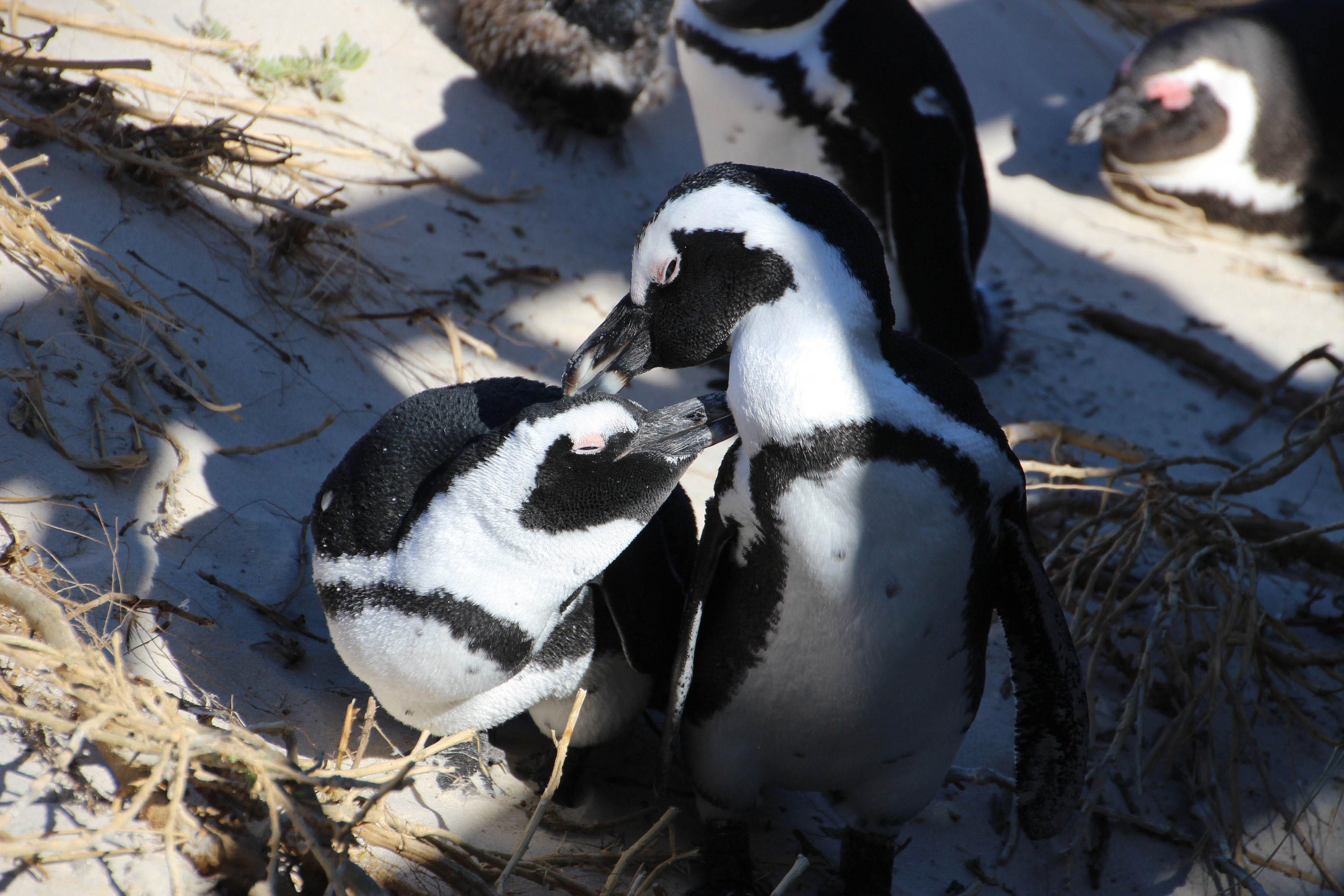 Penguin Love | Scrolller