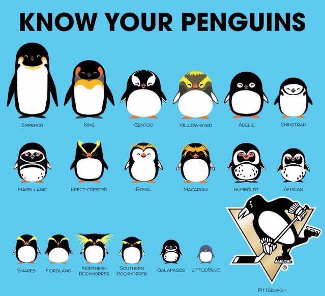 Penguins | Scrolller